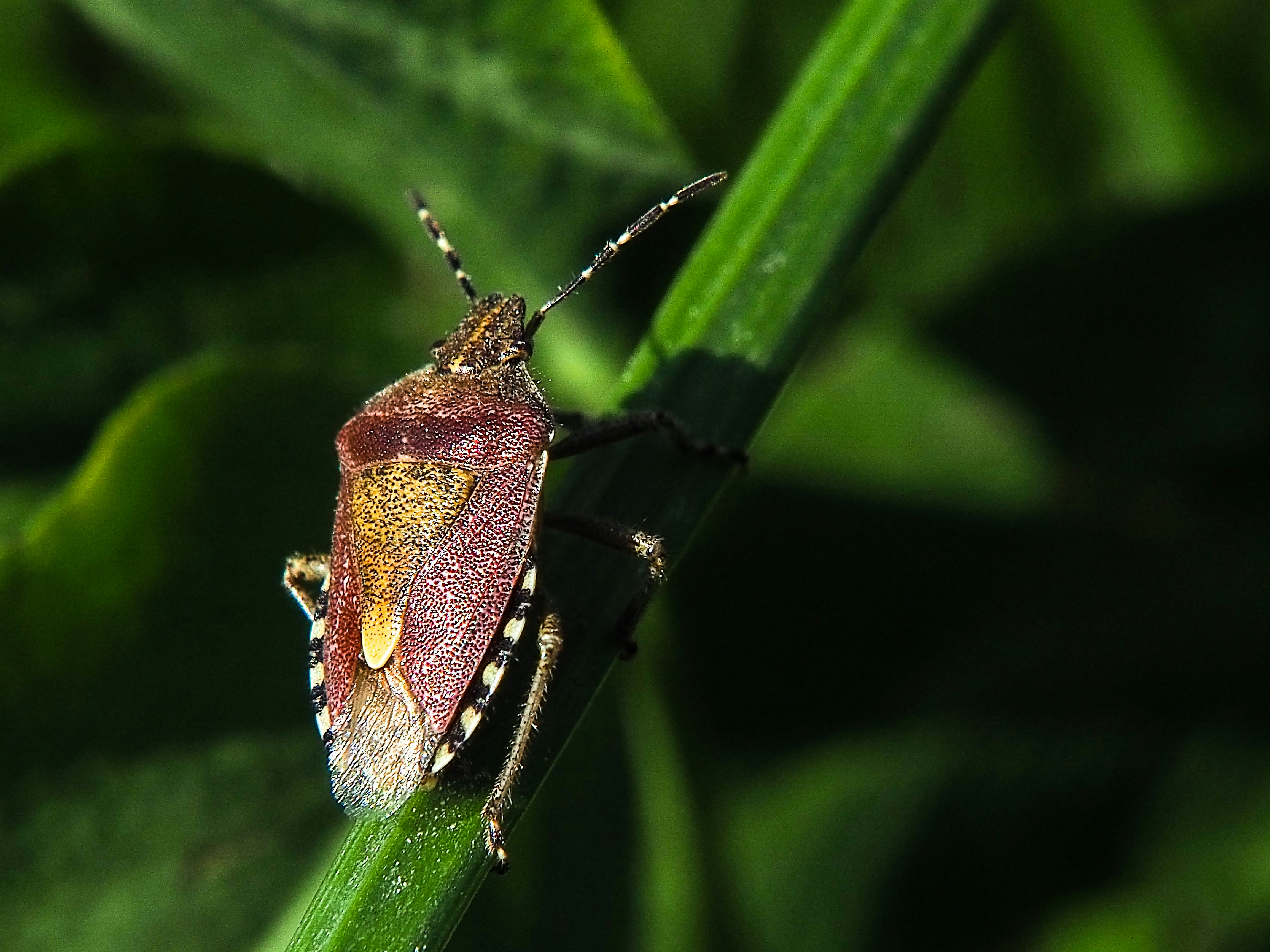 Macro photograph of a shield bug perched on a green blade, highlighting its textured exoskeleton and spiny legs. The image emphasizes the insect against a softly blurred leafy background.