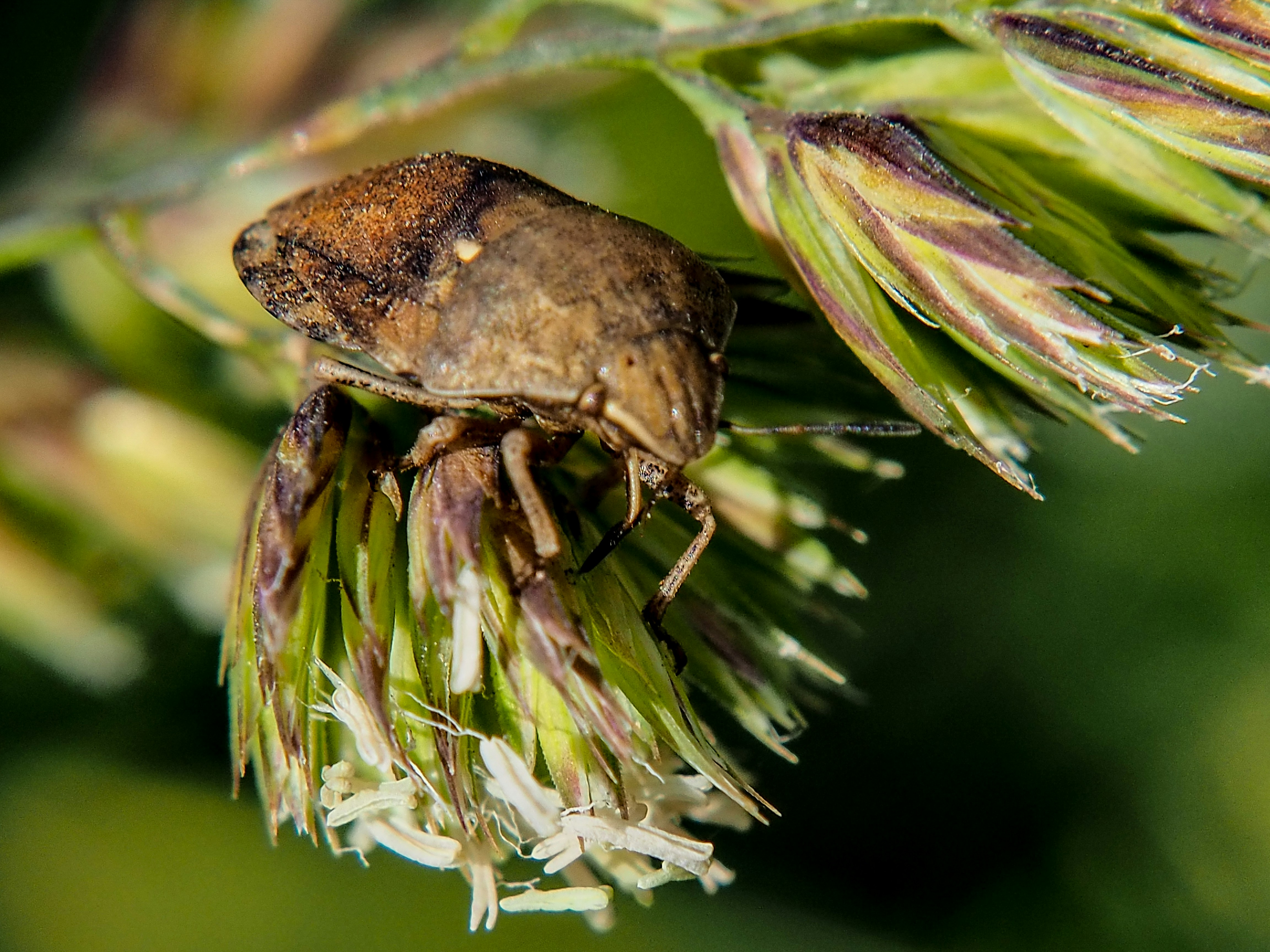 a close up of a bug on a plant