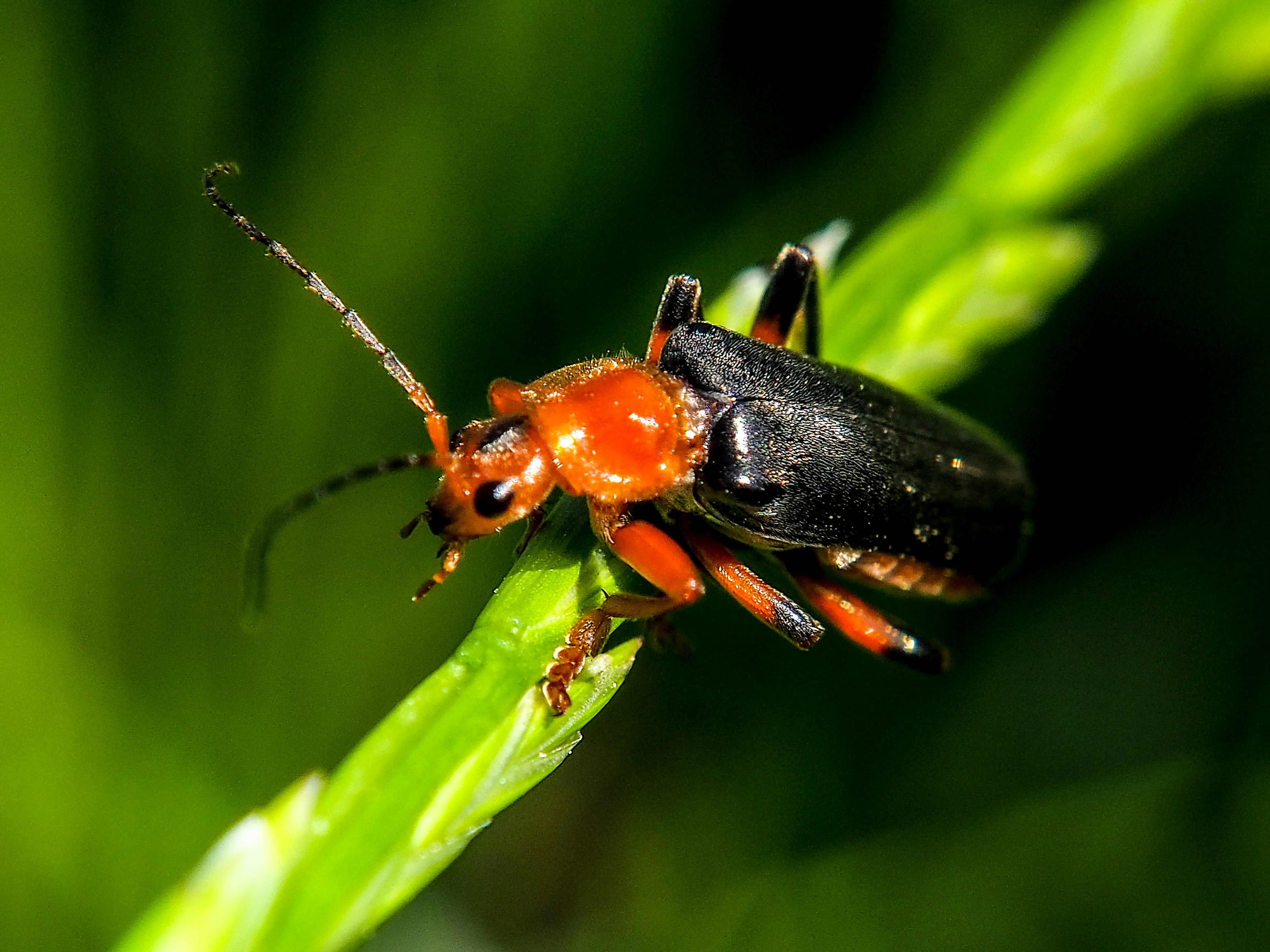 A close up of a bug on a plant photo – Free Plants Image on Unsplash