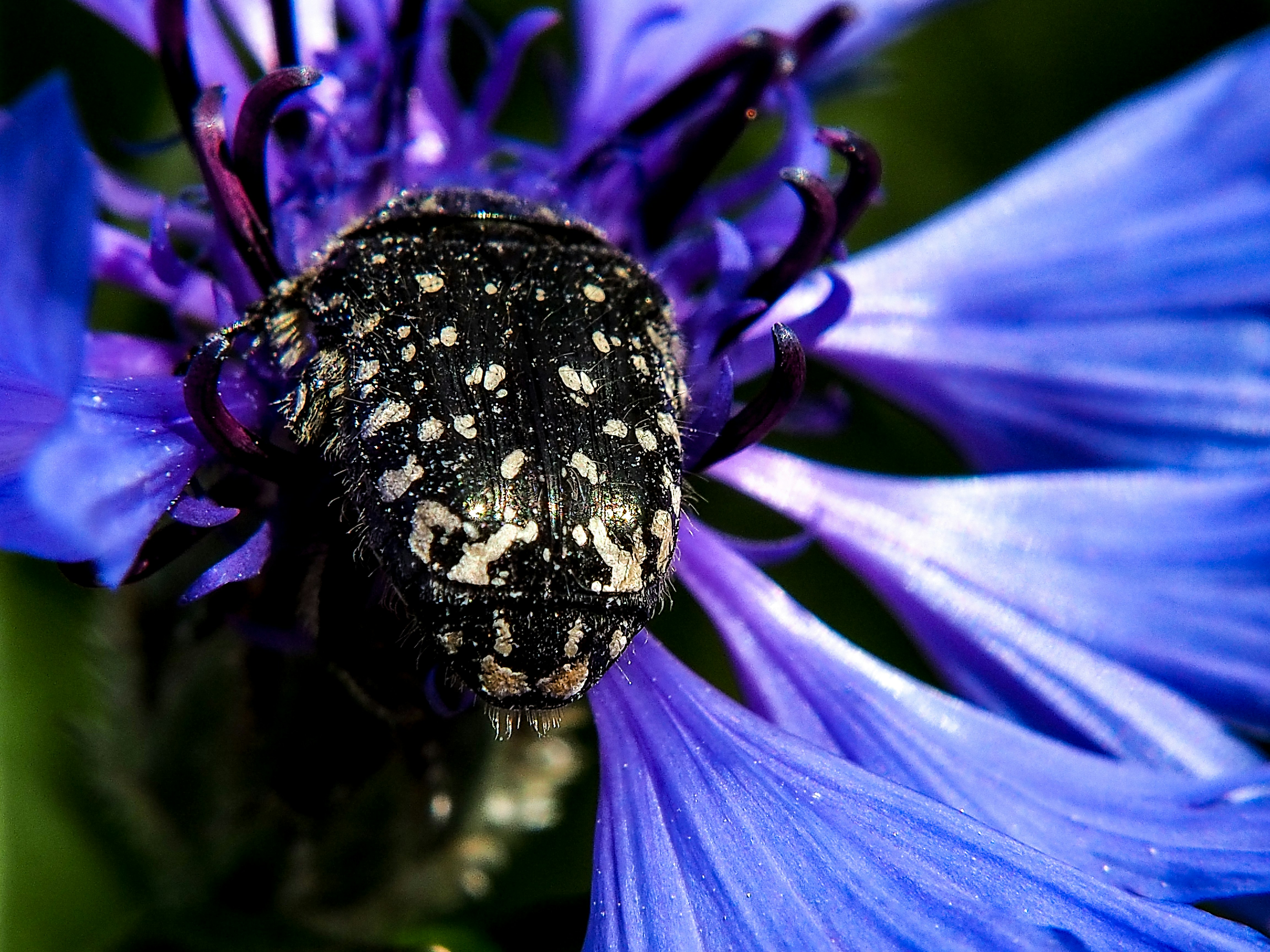 Macro photograph of a dark, speckled central structure surrounded by cobalt-blue petals.