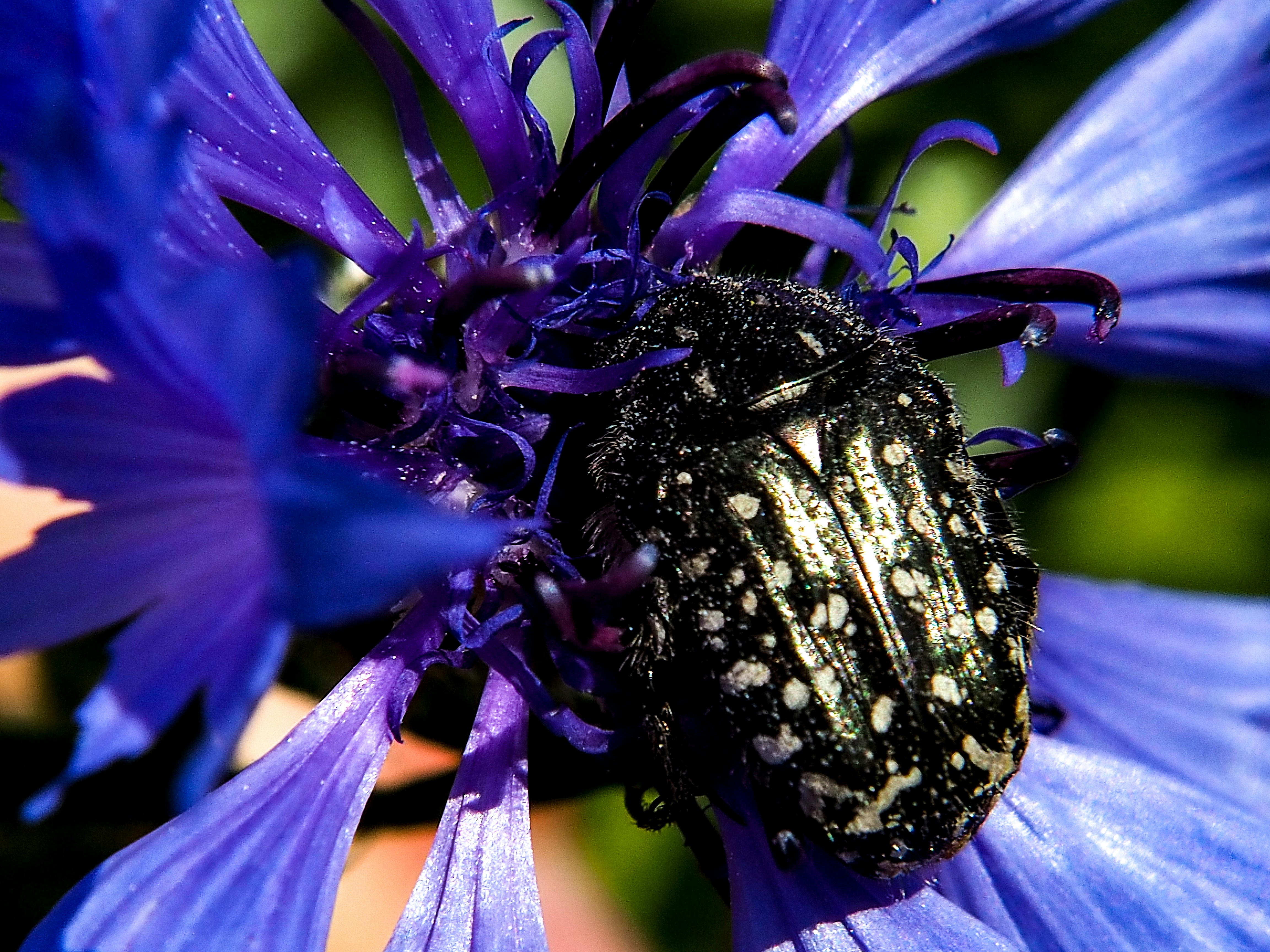 Indigo Prism: Macro Encounter with a Speckled Beetle on a Violet Bloom