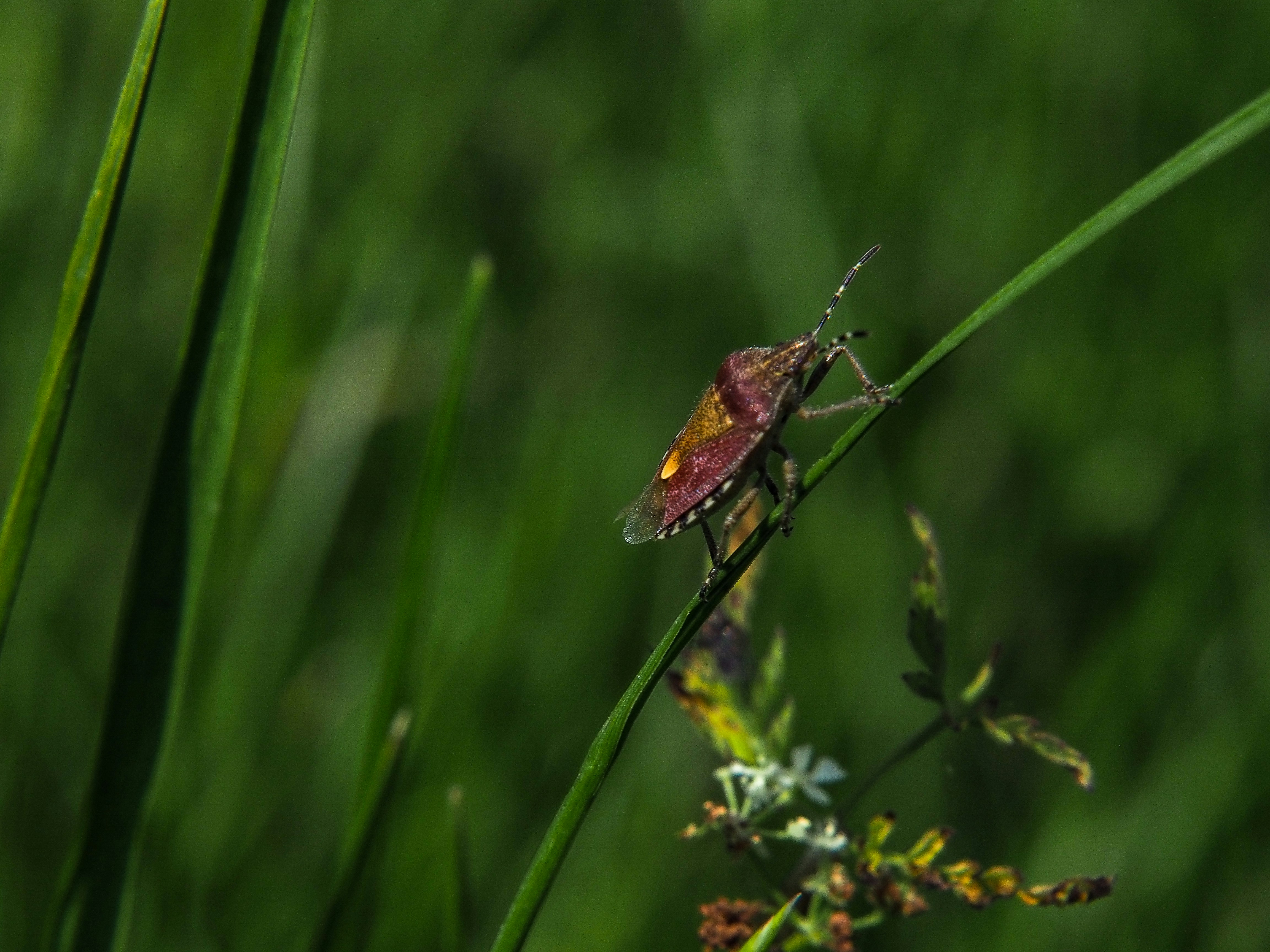 A bug sitting on top of a green grass covered field photo – Free Poland ...