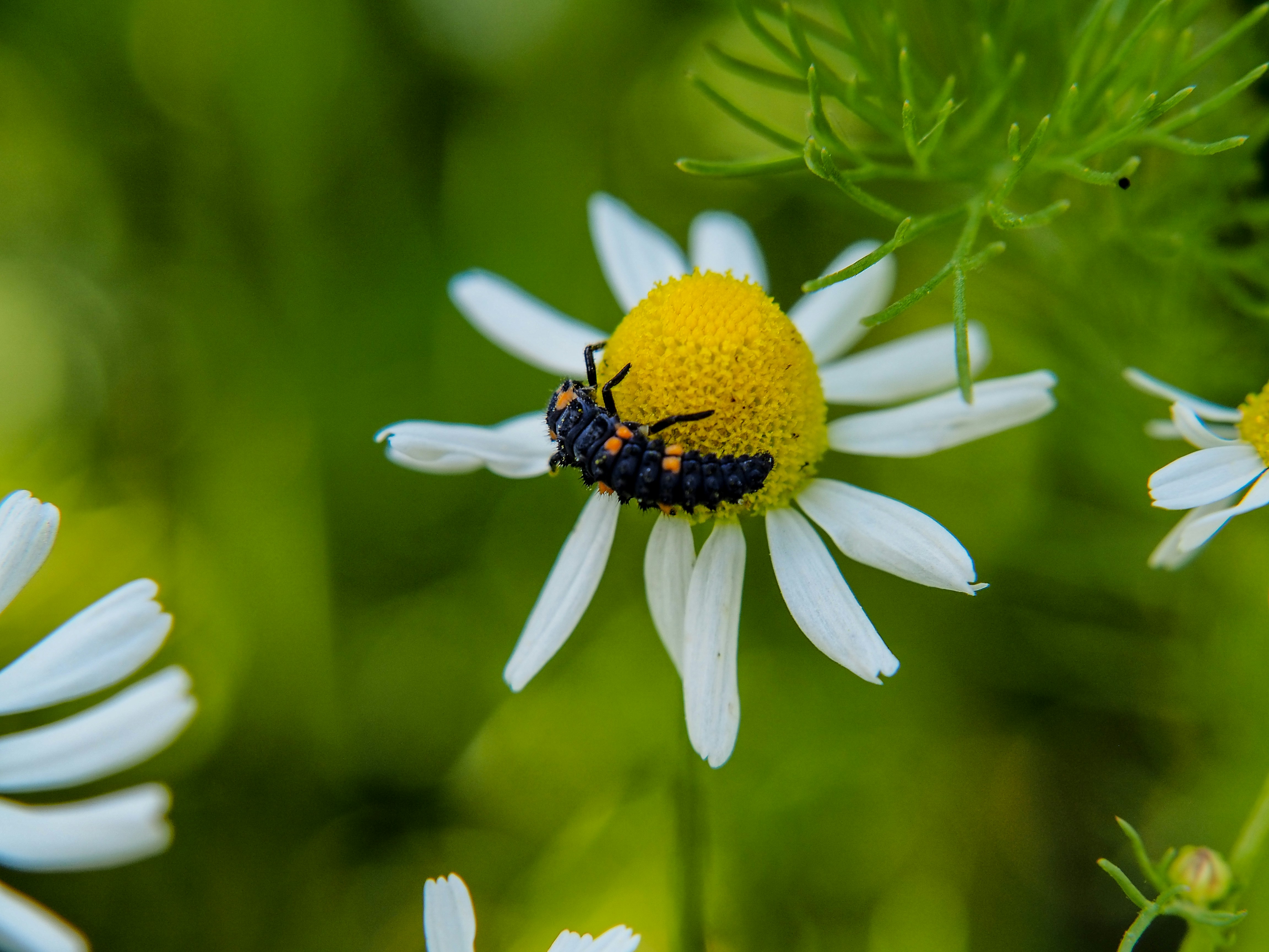 Foto Un insecto sentado encima de una flor blanca – Imagen Polonia ...