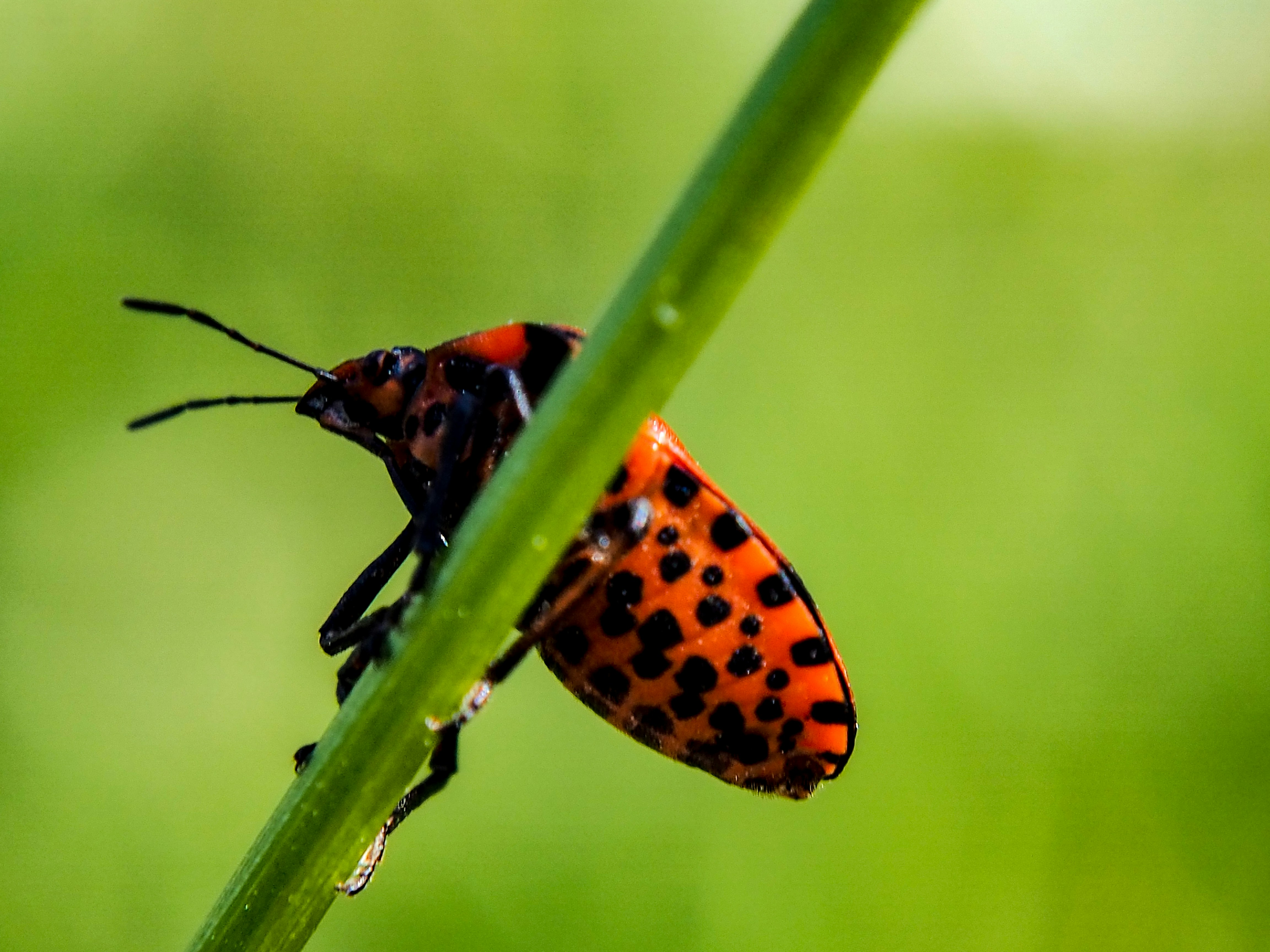 Un insecto rojo y negro sentado encima de una planta verde foto ...