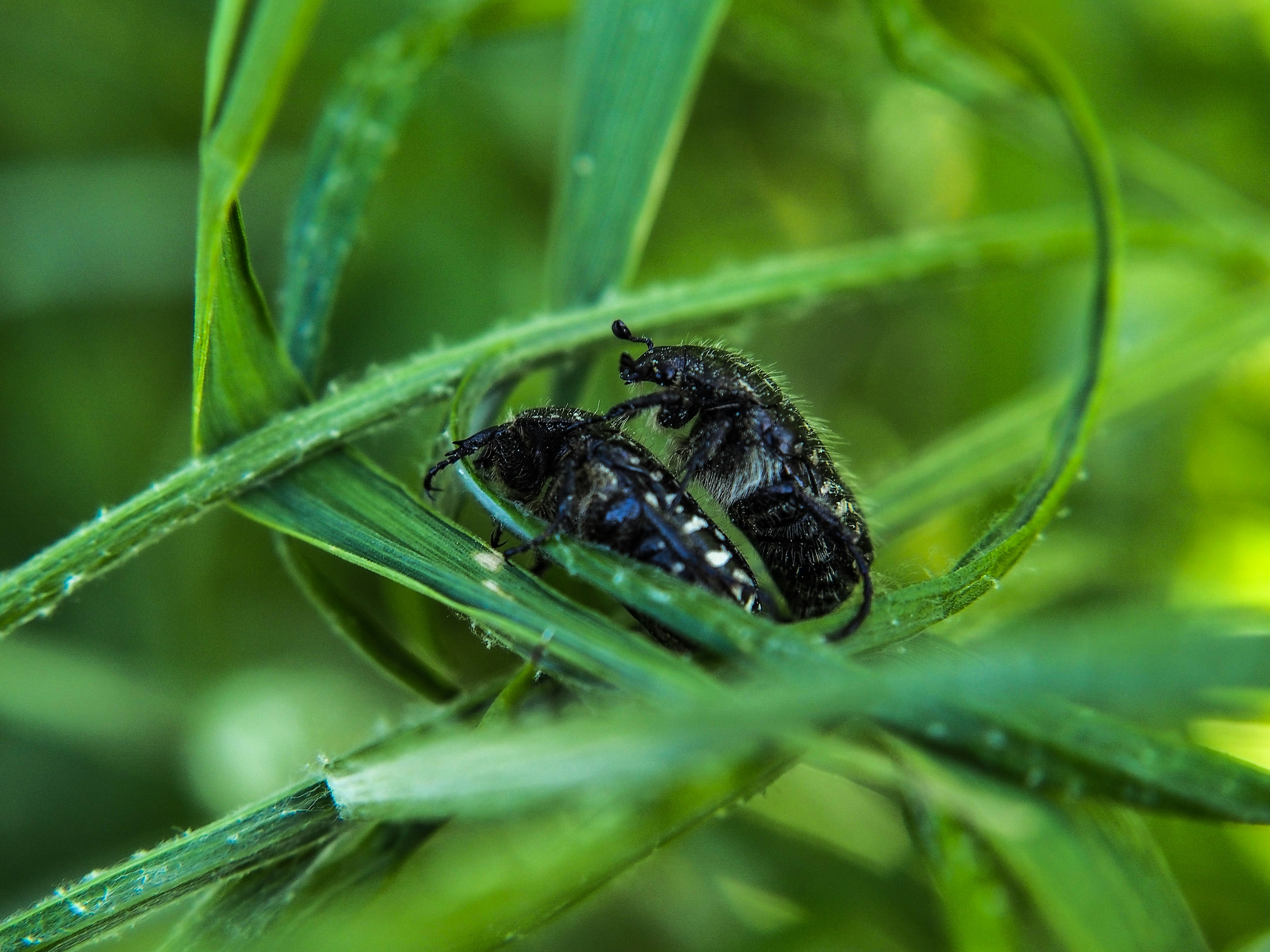 Twin Scarab Nest in Green Veil