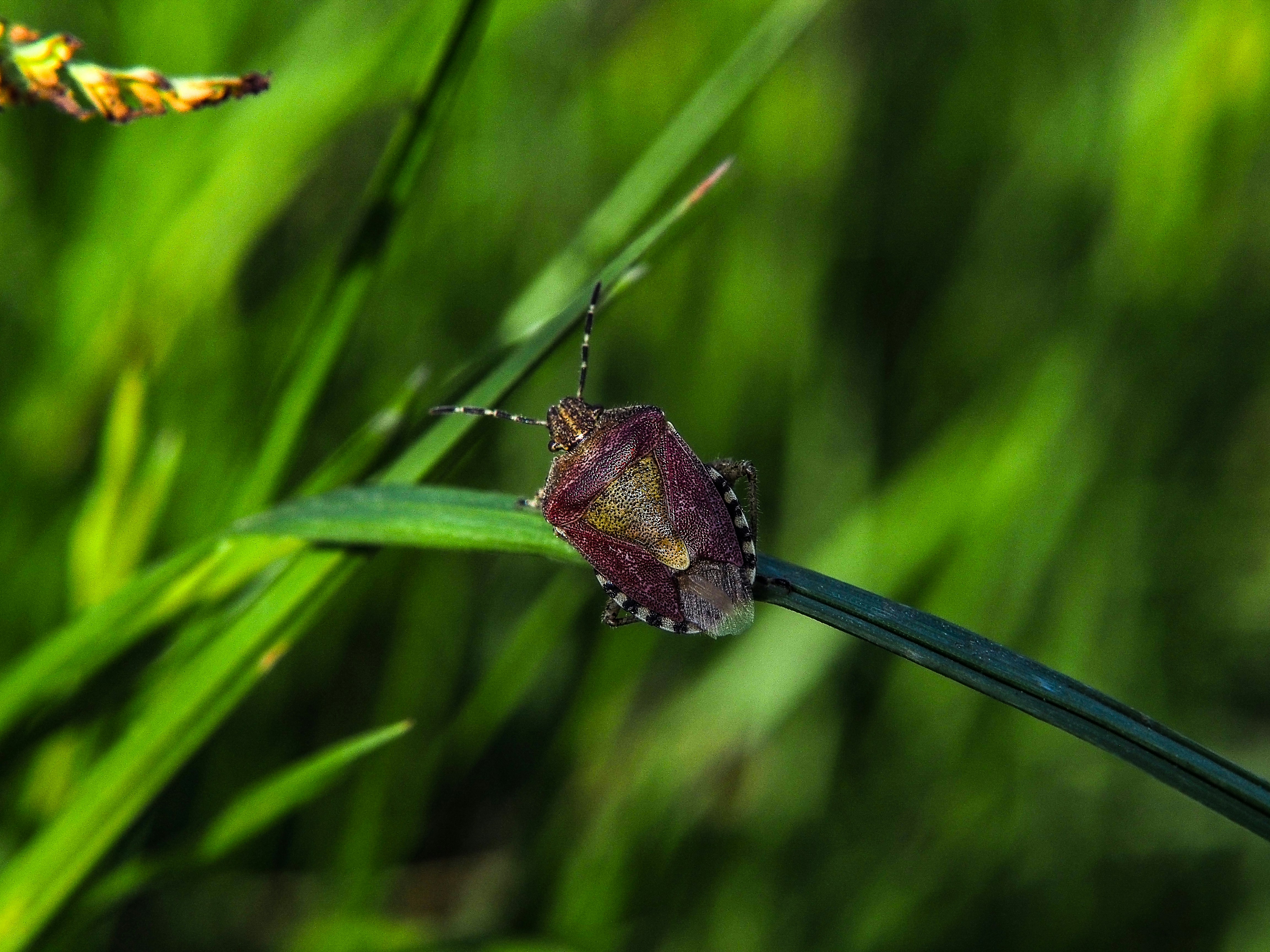 Foto Un insecto sentado encima de una brizna verde de hierba – Imagen ...
