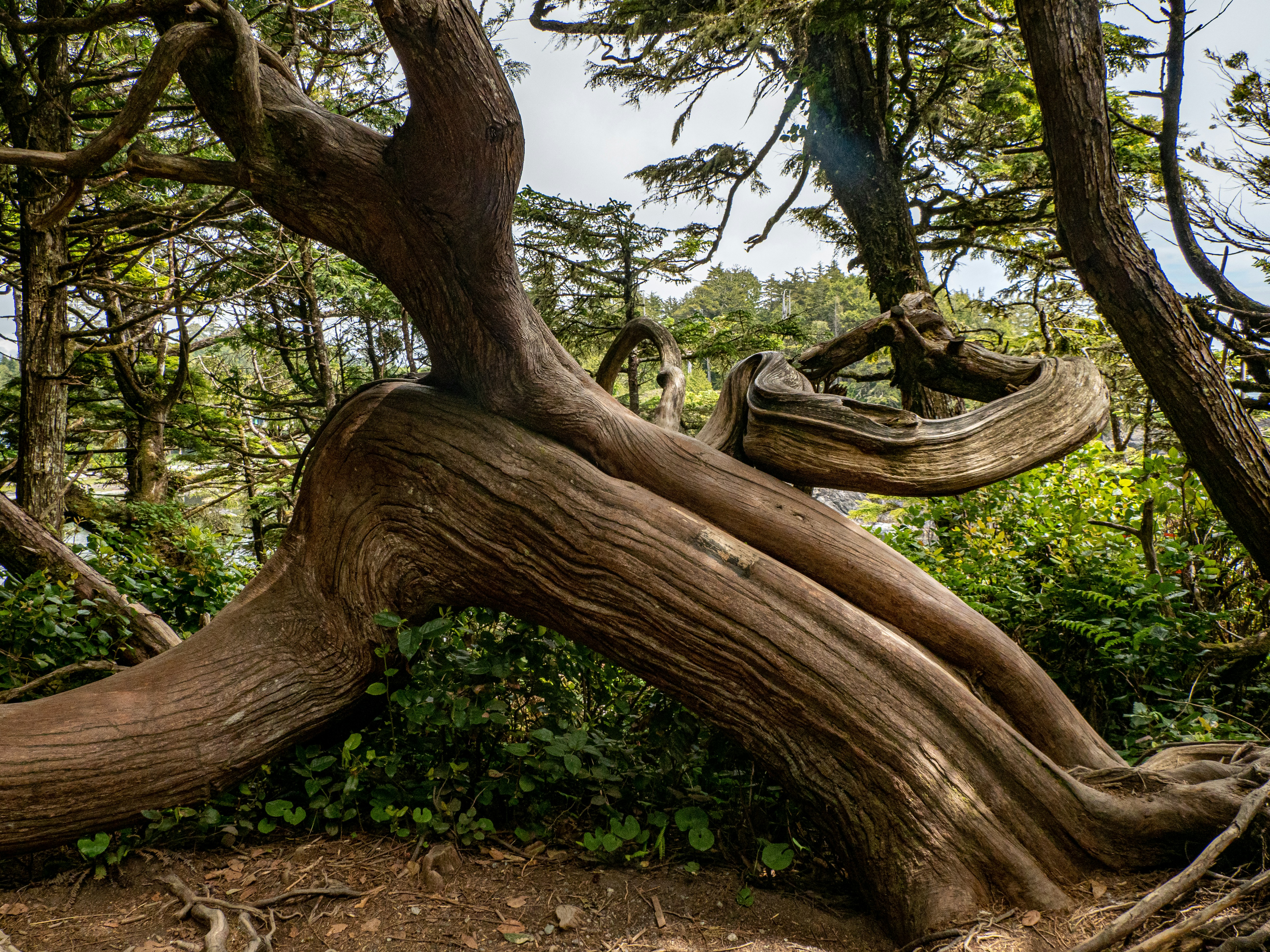 Twisted Tree Trunk
