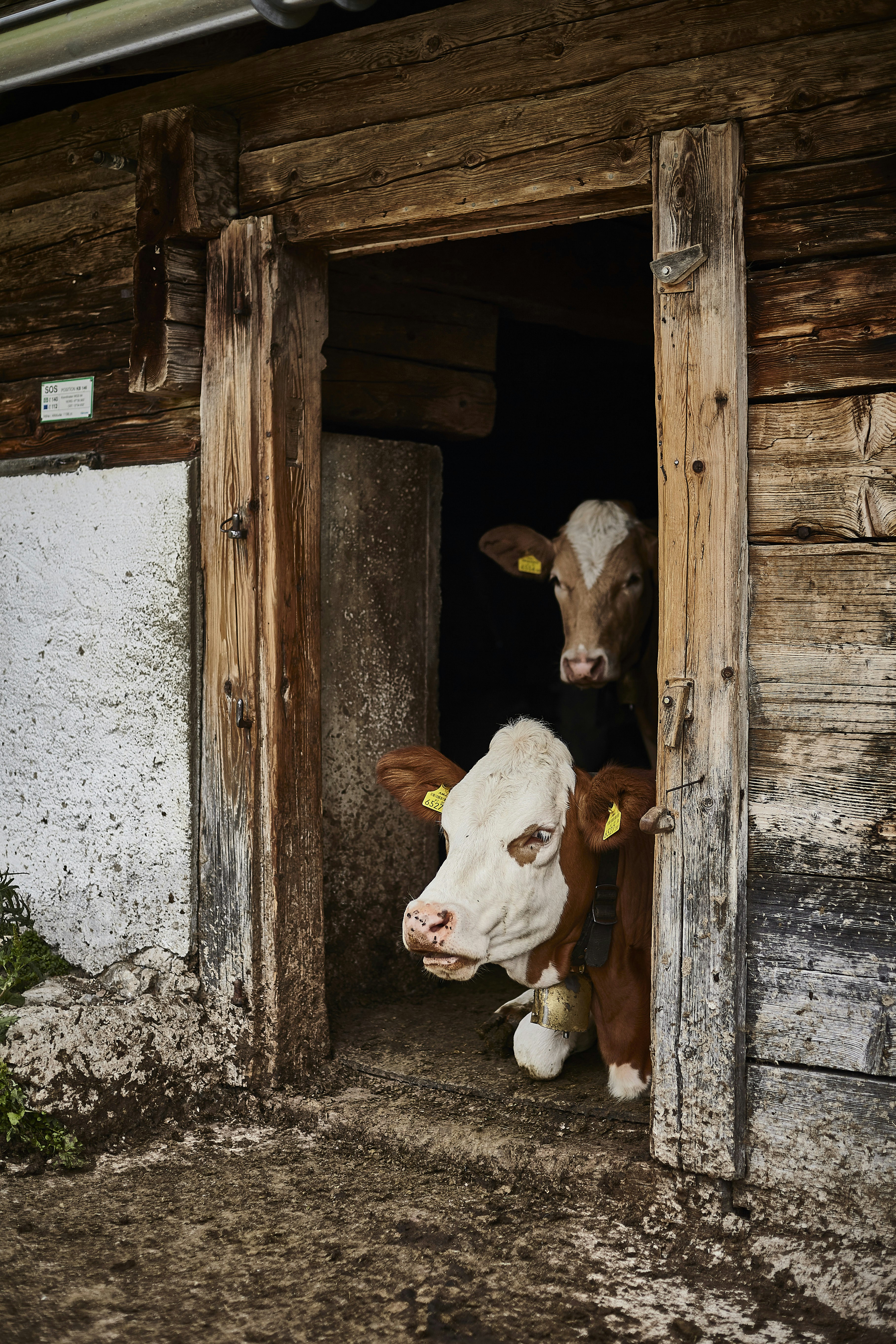 Threshold of Light: White-Faced Cow Emerges from a Weathered Barn
