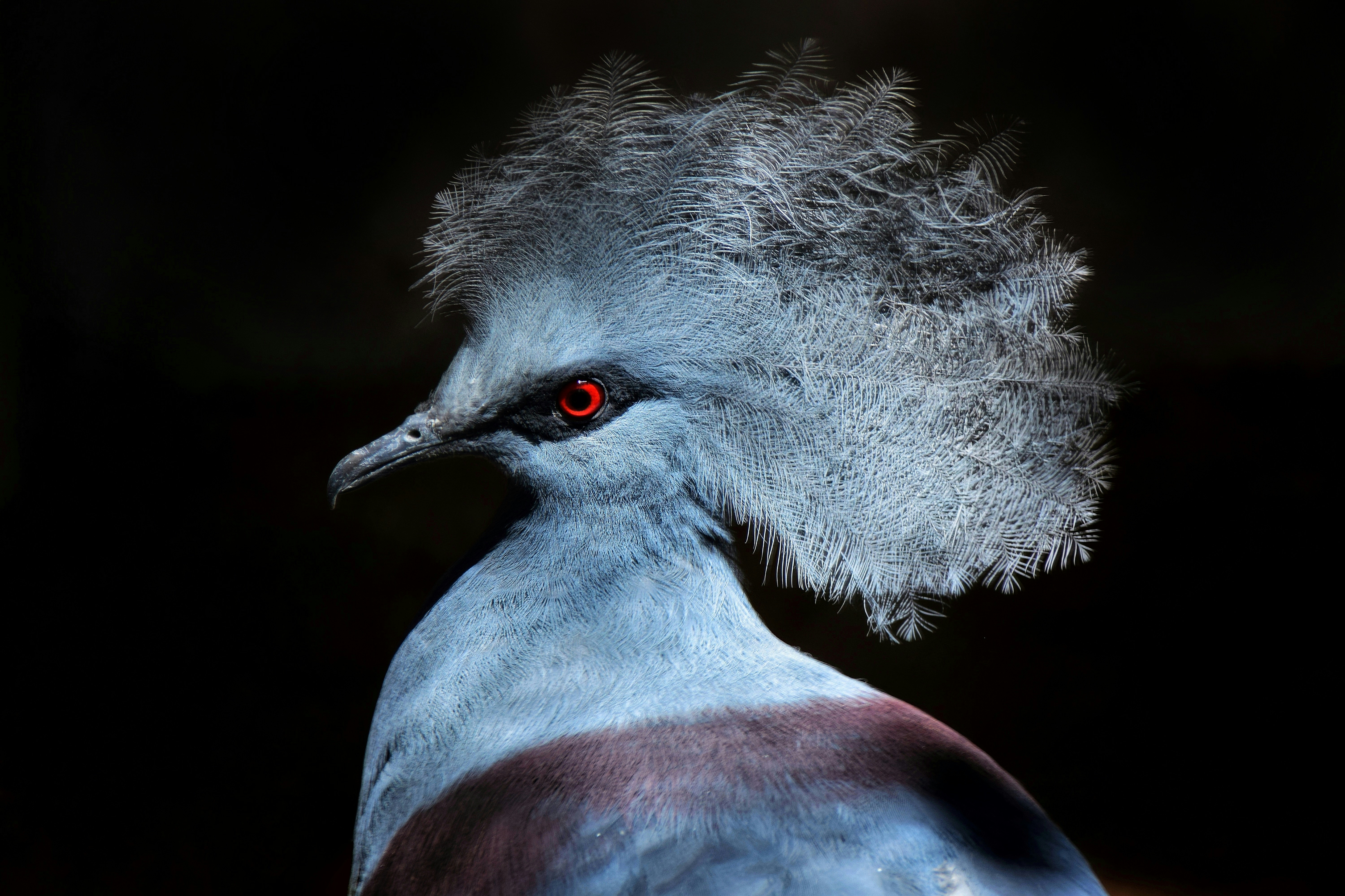 Red-Eyed Crowned Pigeon: A cobalt portrait with lace-like crest