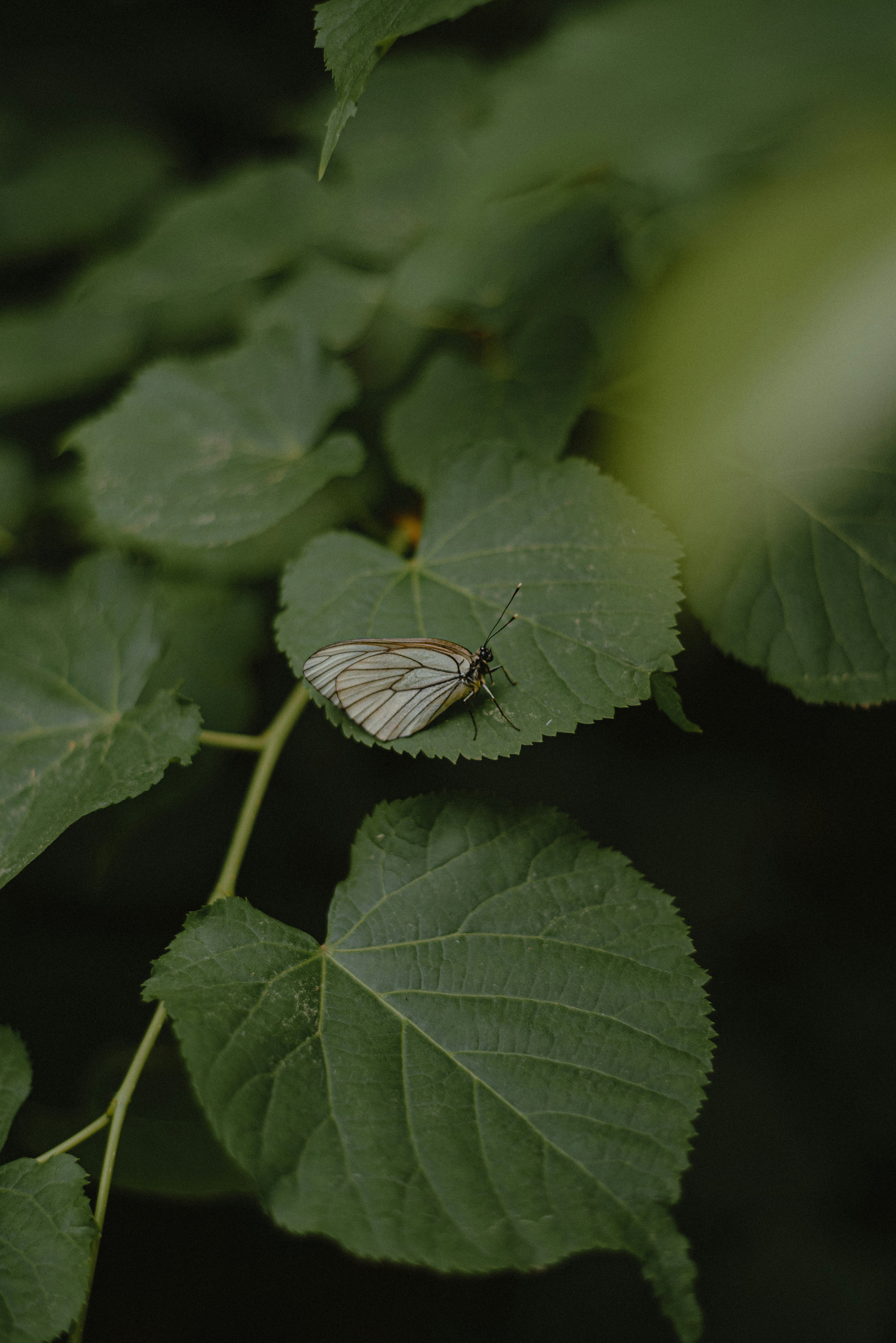Silhouette of a Butterfly on a Veined Leaf Amid Forest Quiet