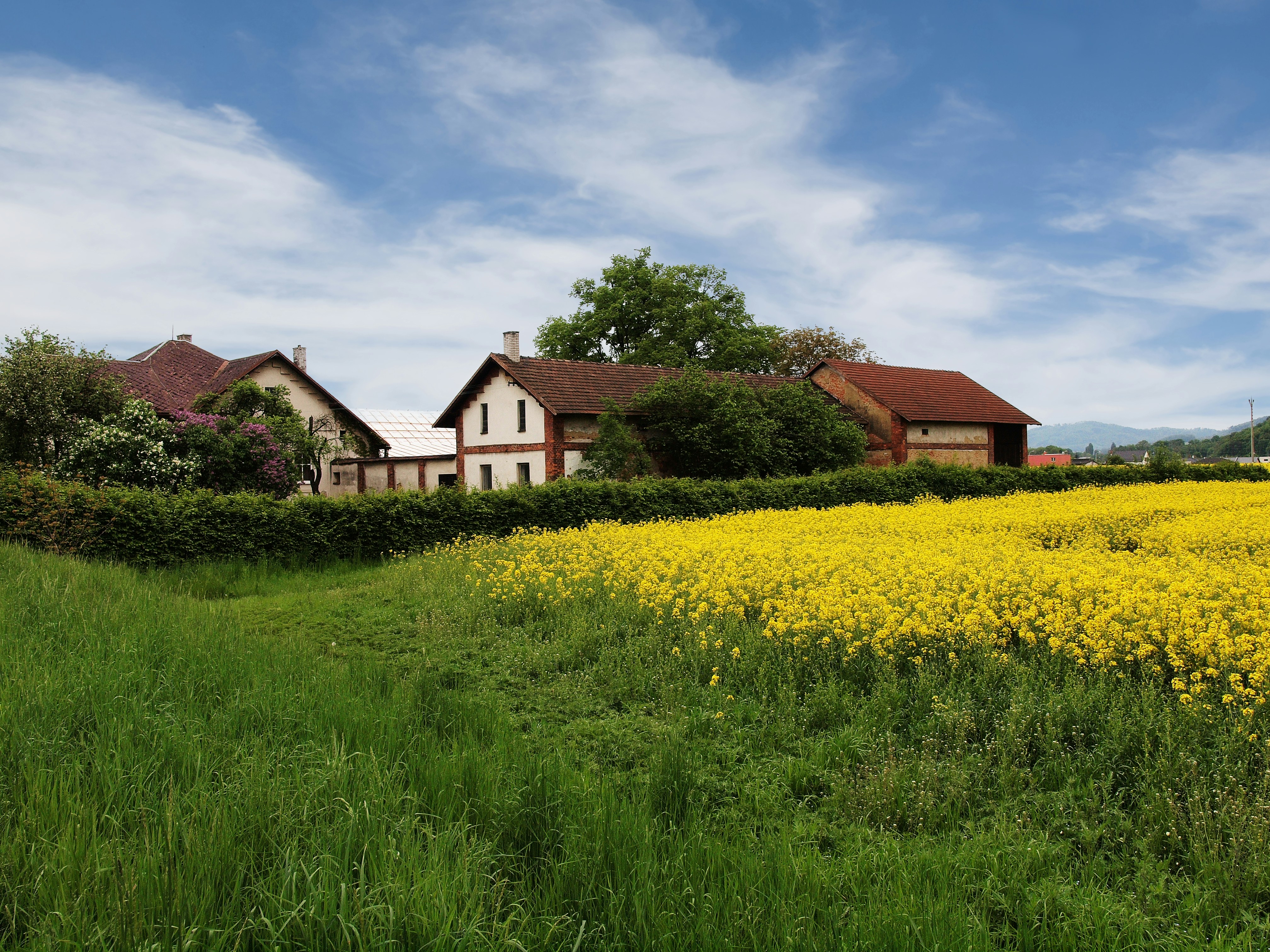 Charming rural houses bordered by lush greenery and vibrant yellow fields under a bright blue sky.