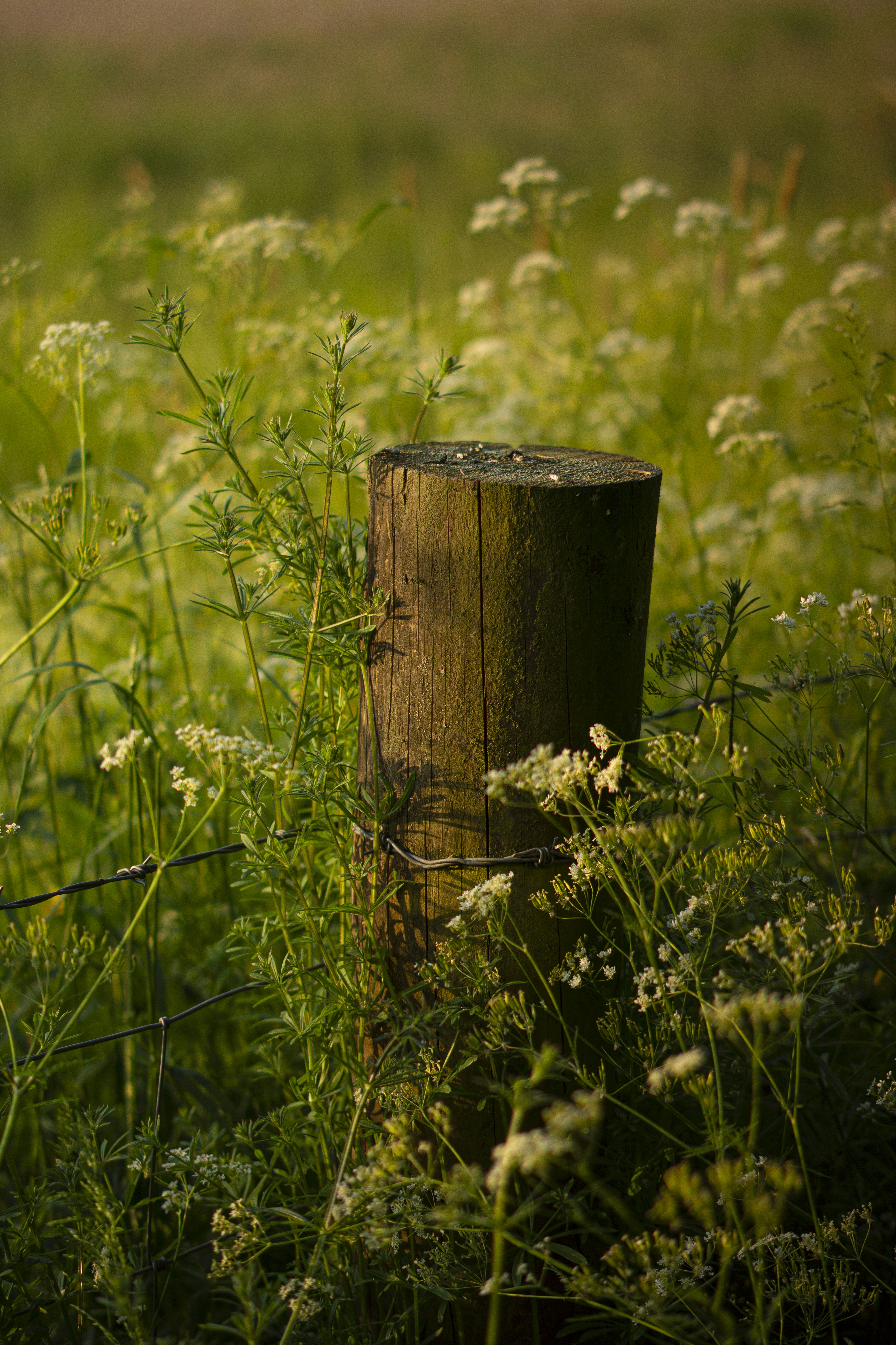 Sunlit Fence Post Among Queen Anne's Lace in a Quiet Meadow