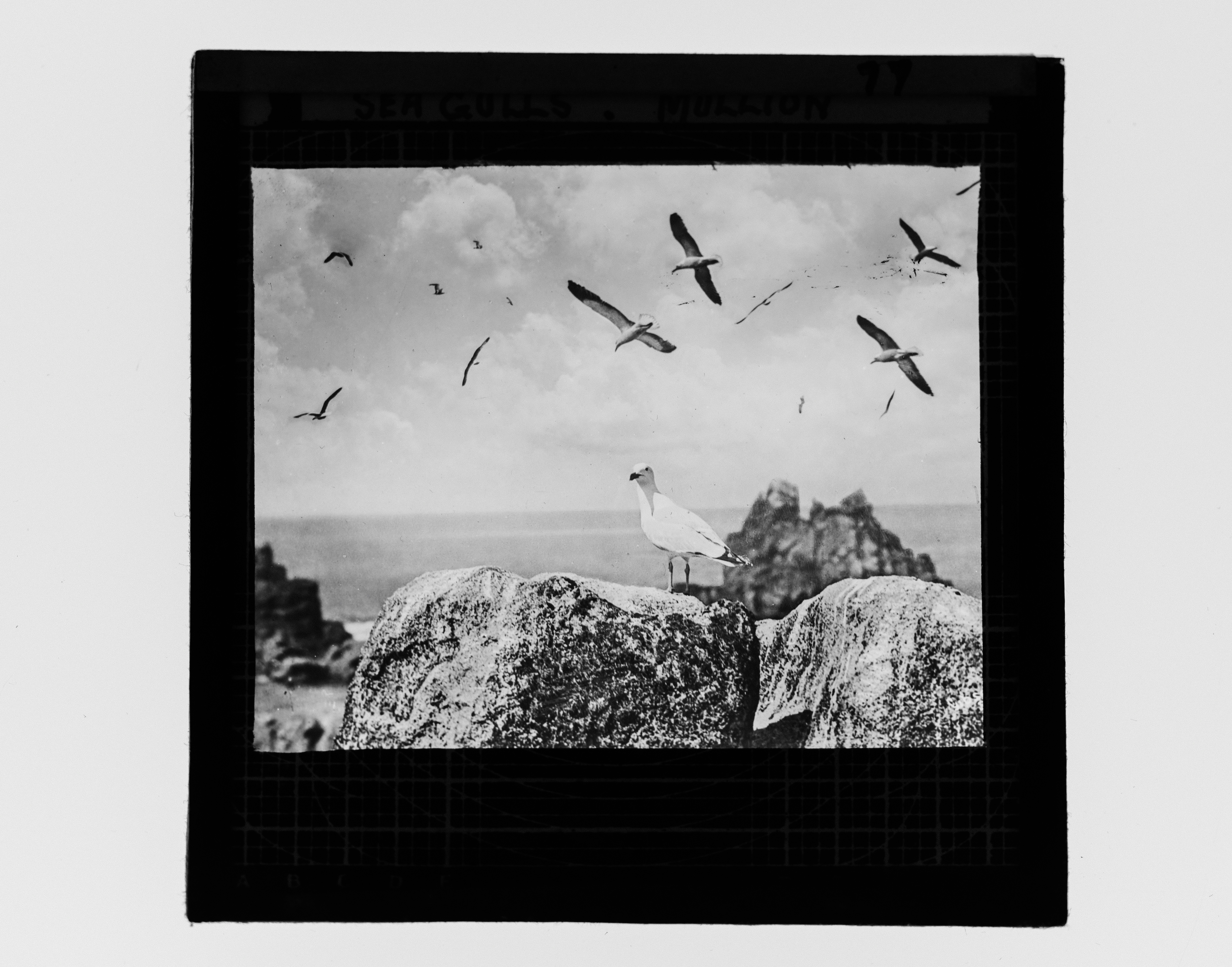 Stone-Seat Seagull Beneath a Milling Flock on a Wind-Scoured Coast