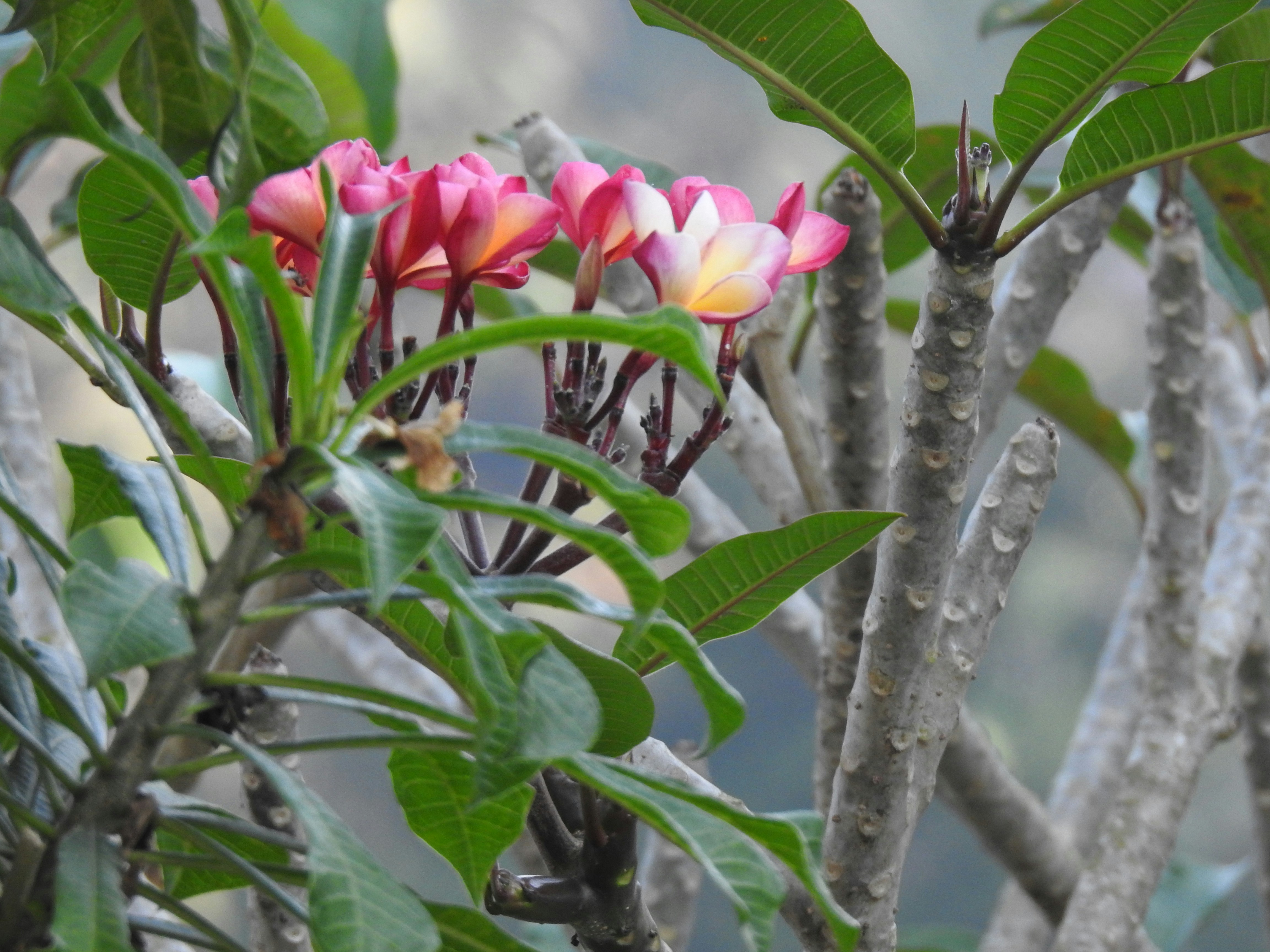 Frangipani in Focus: Pink-Tipped Blooms Framed by Weathered Branches