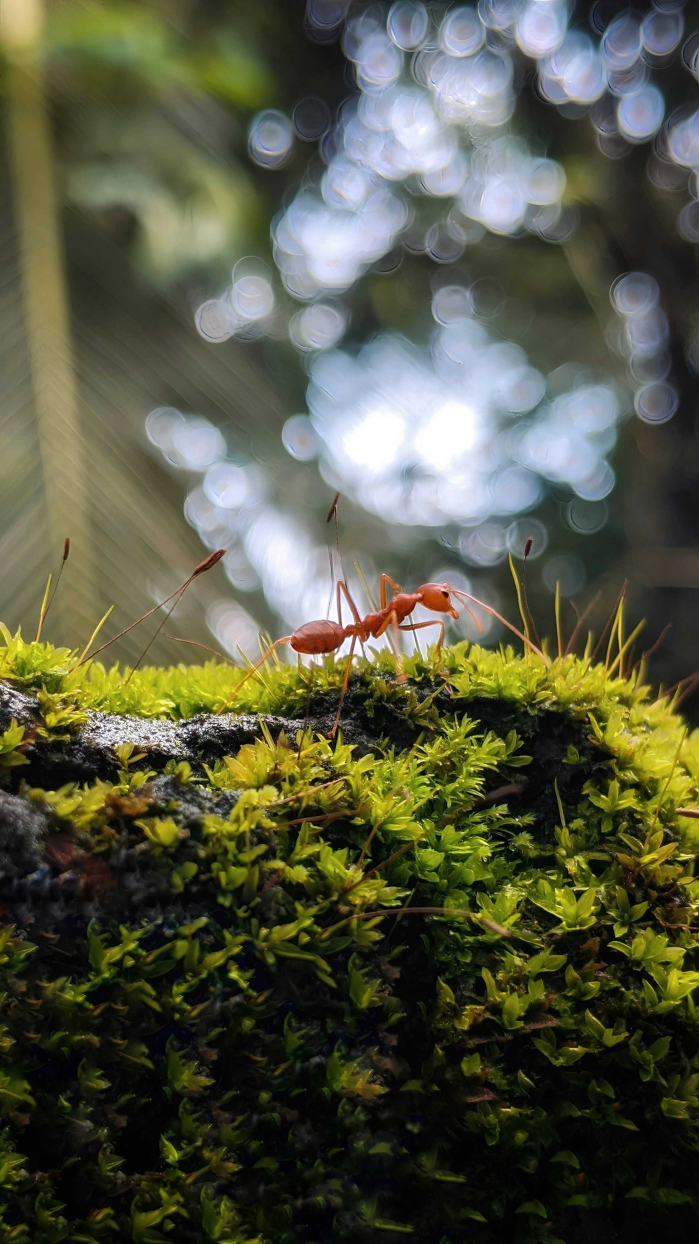 A couple of red ants standing on top of a moss covered rock photo ...