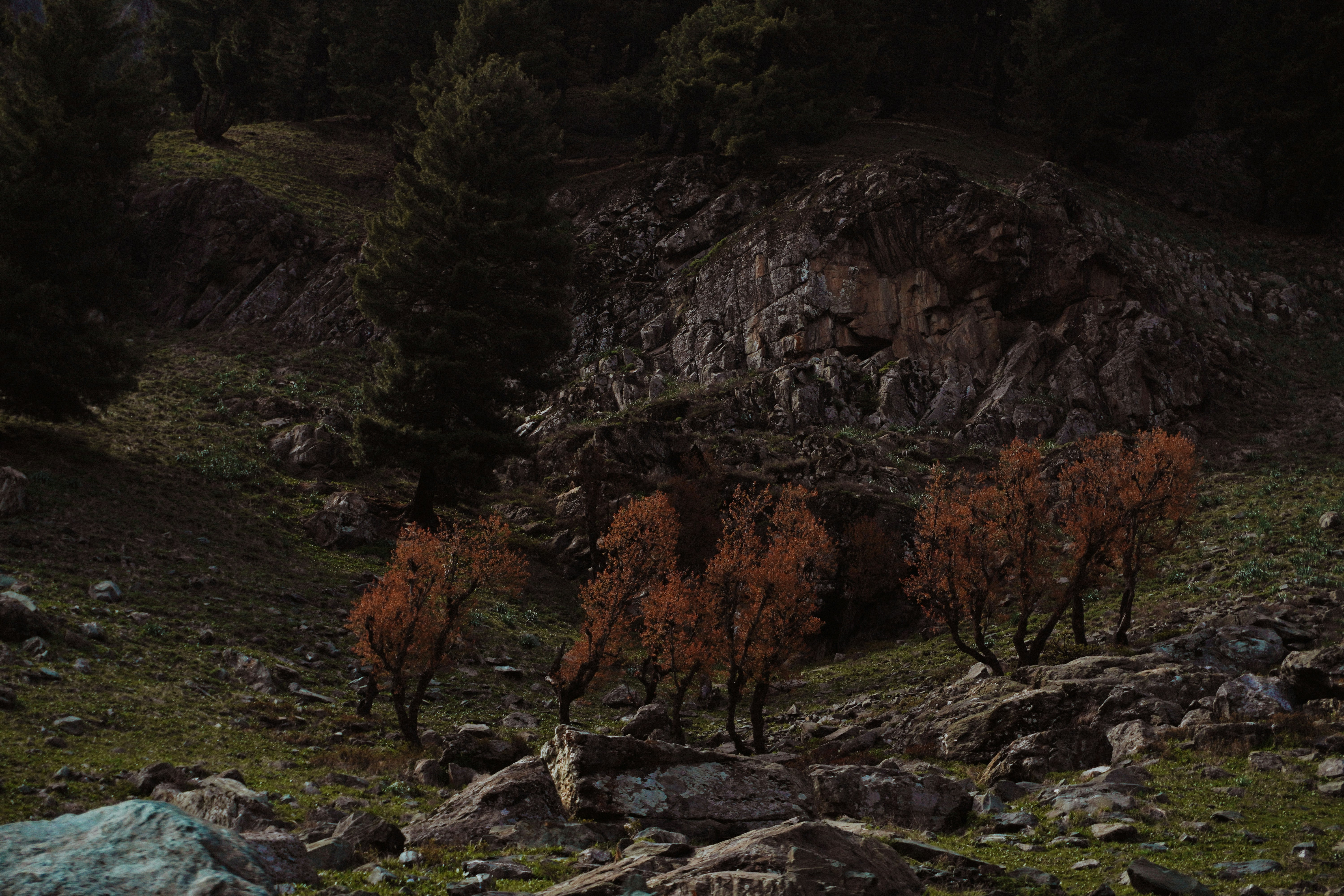 A group of trees that are standing in the grass photo – Free Jammu and ...