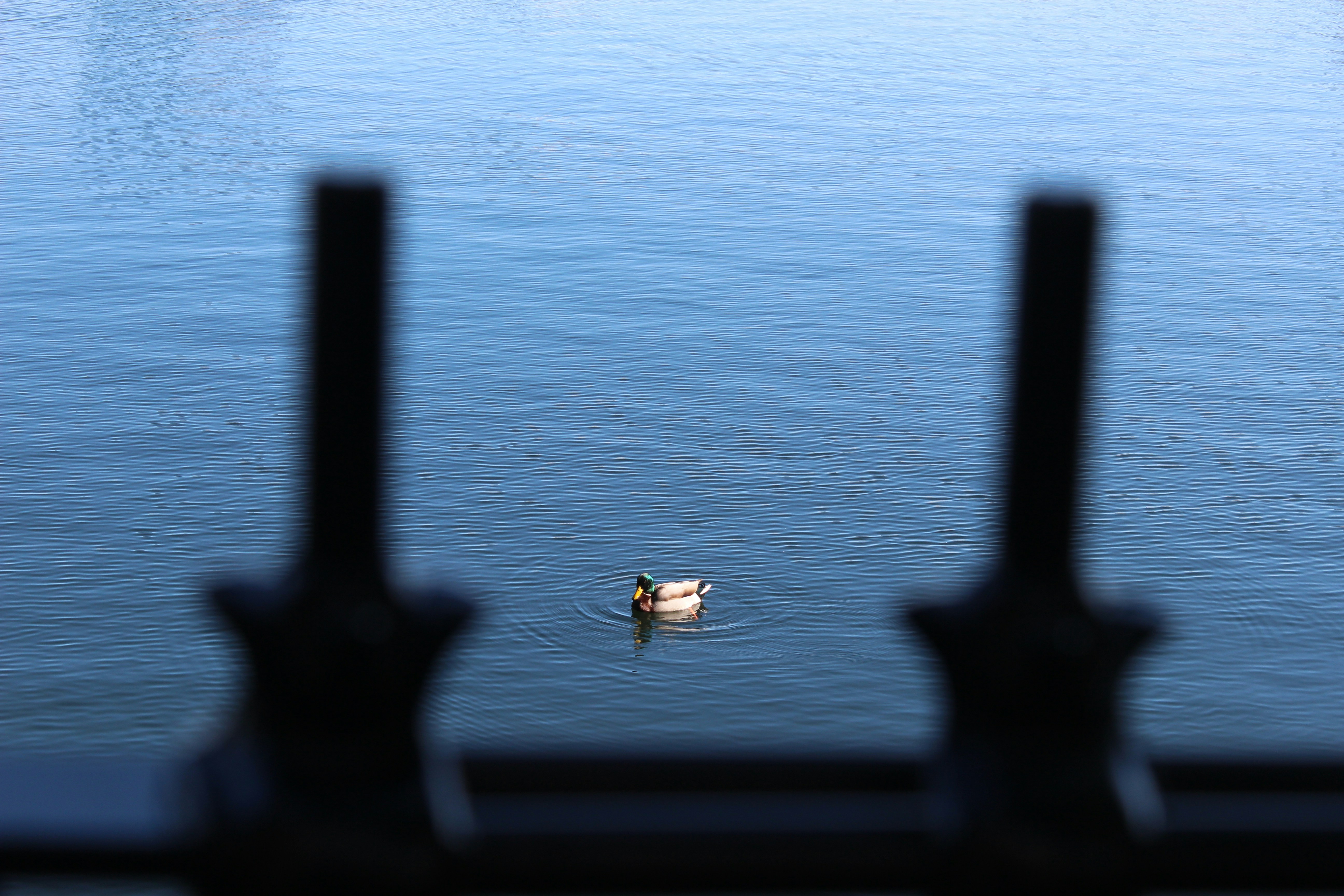Duck in a Quiet Blue Lake Framed by Shadowed Piers