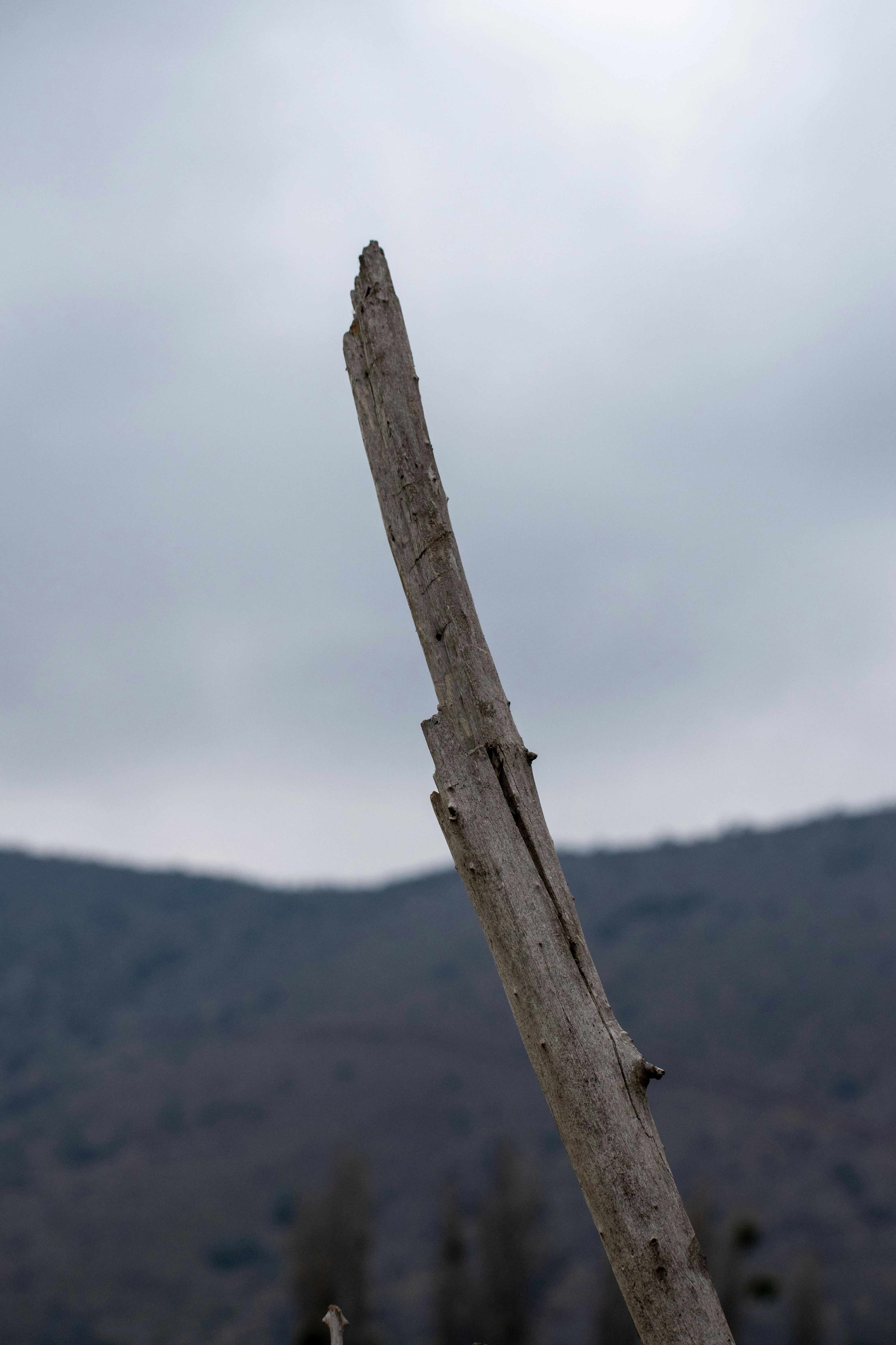 A wooden stick sticking out of the ground photo – Free Wood Image on ...