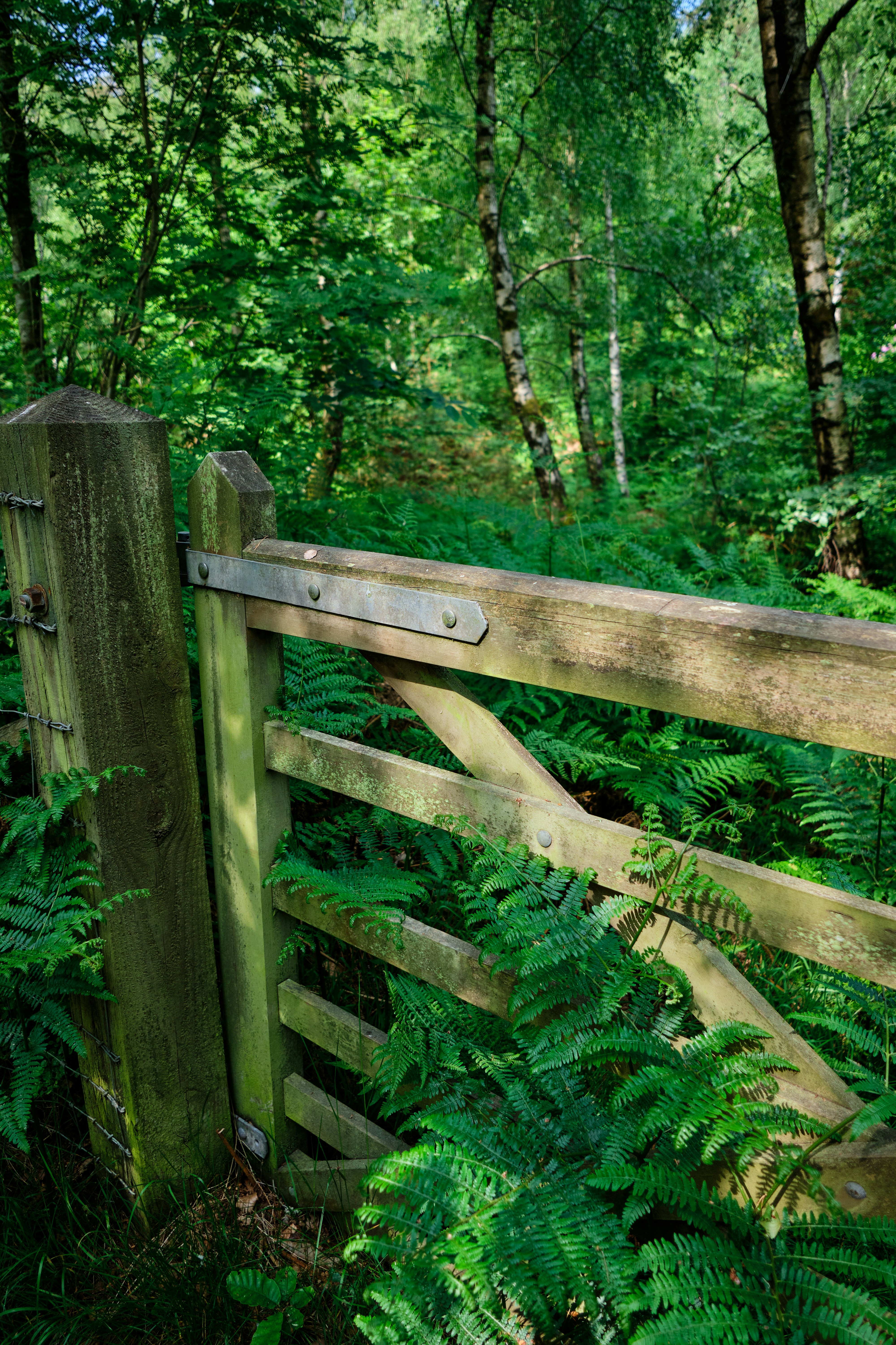 Fern Gatekeeper: A Sunlit Wooden Gate Nestled in Emerald Forest