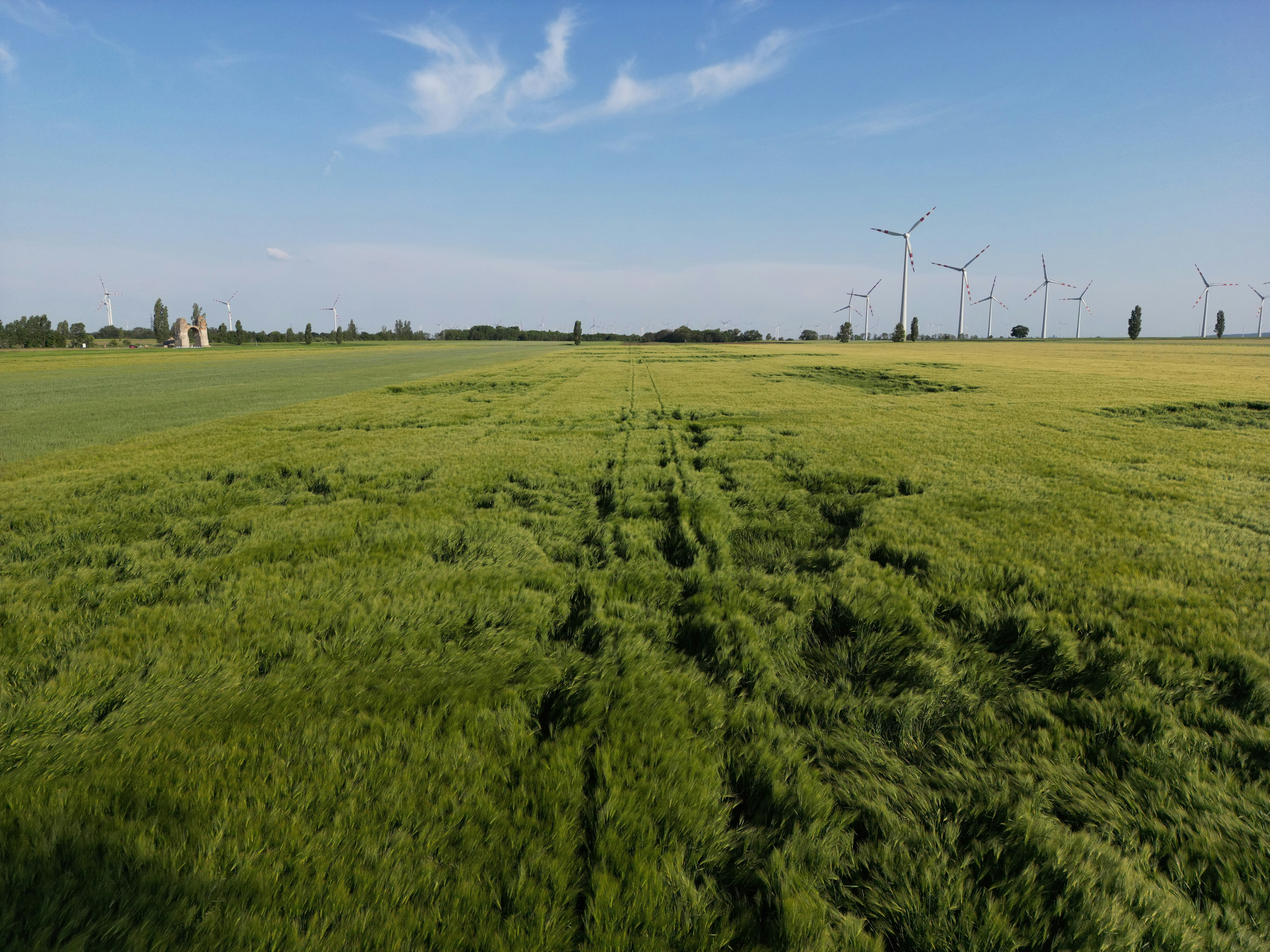 Whispers of the Wind: A Green Tapestry