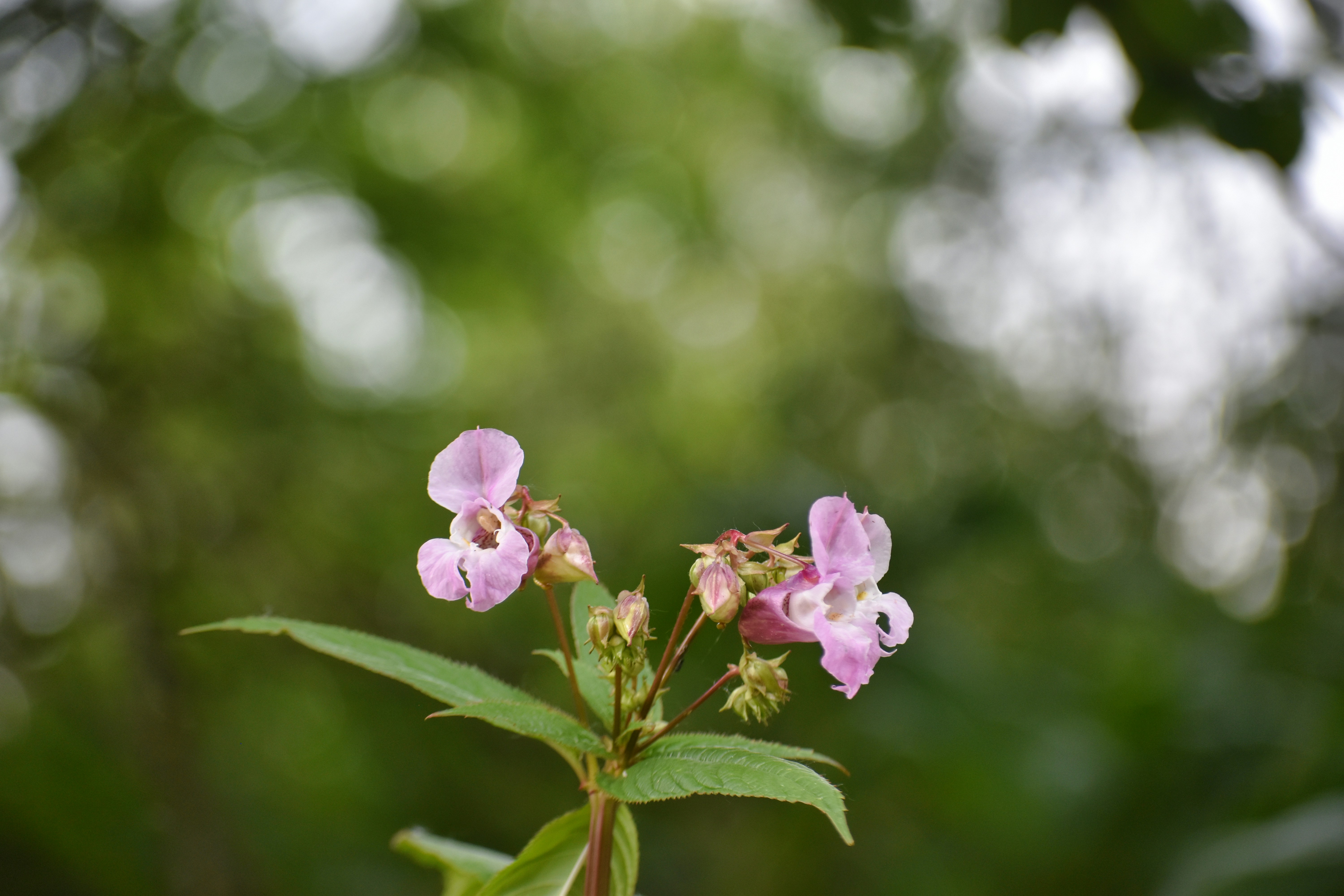 Petals in Focus: A Pink Bloom Anchored by Velvet Green Bokeh