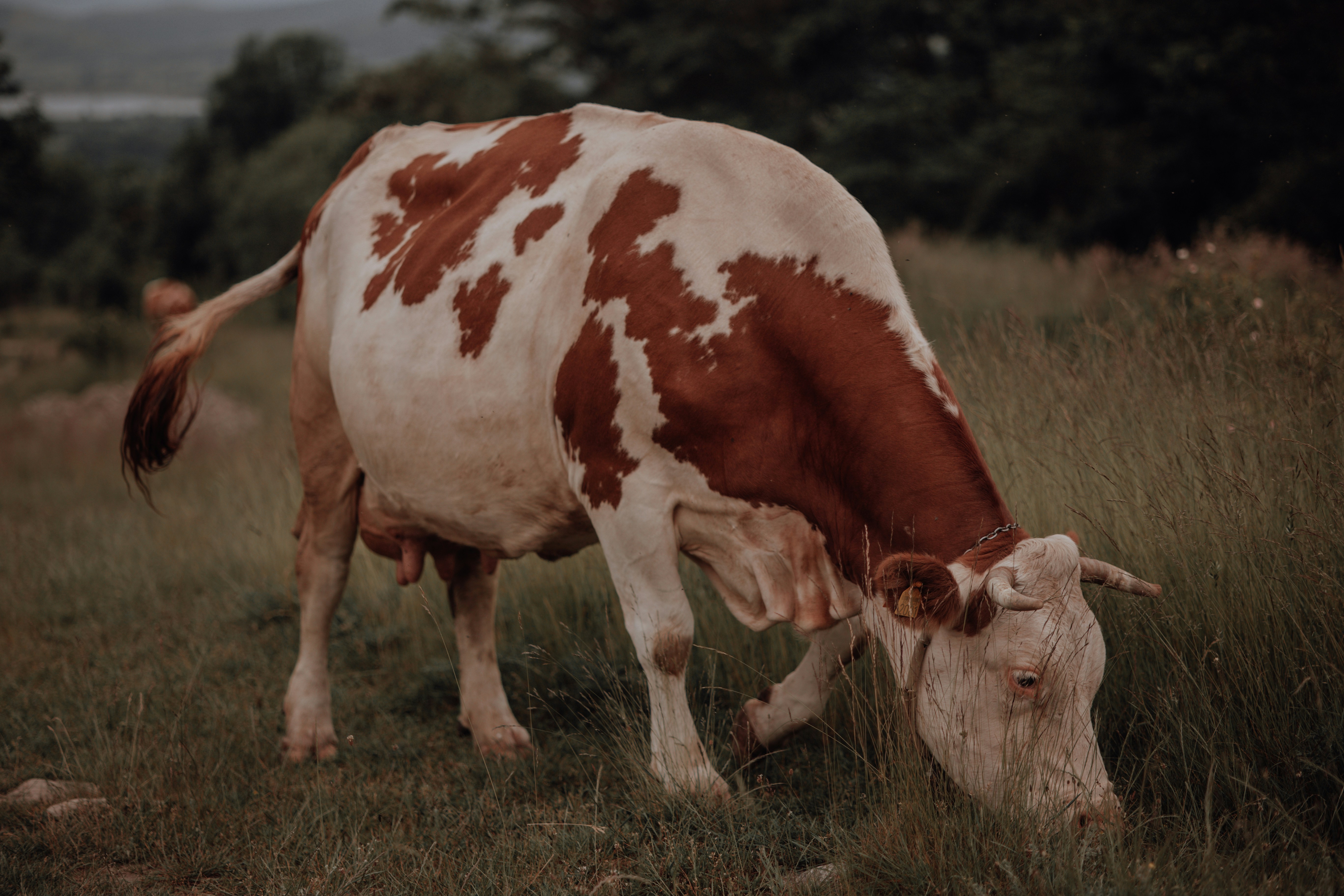 A brown and white cow eating grass in a field photo – Free Cow Image on ...