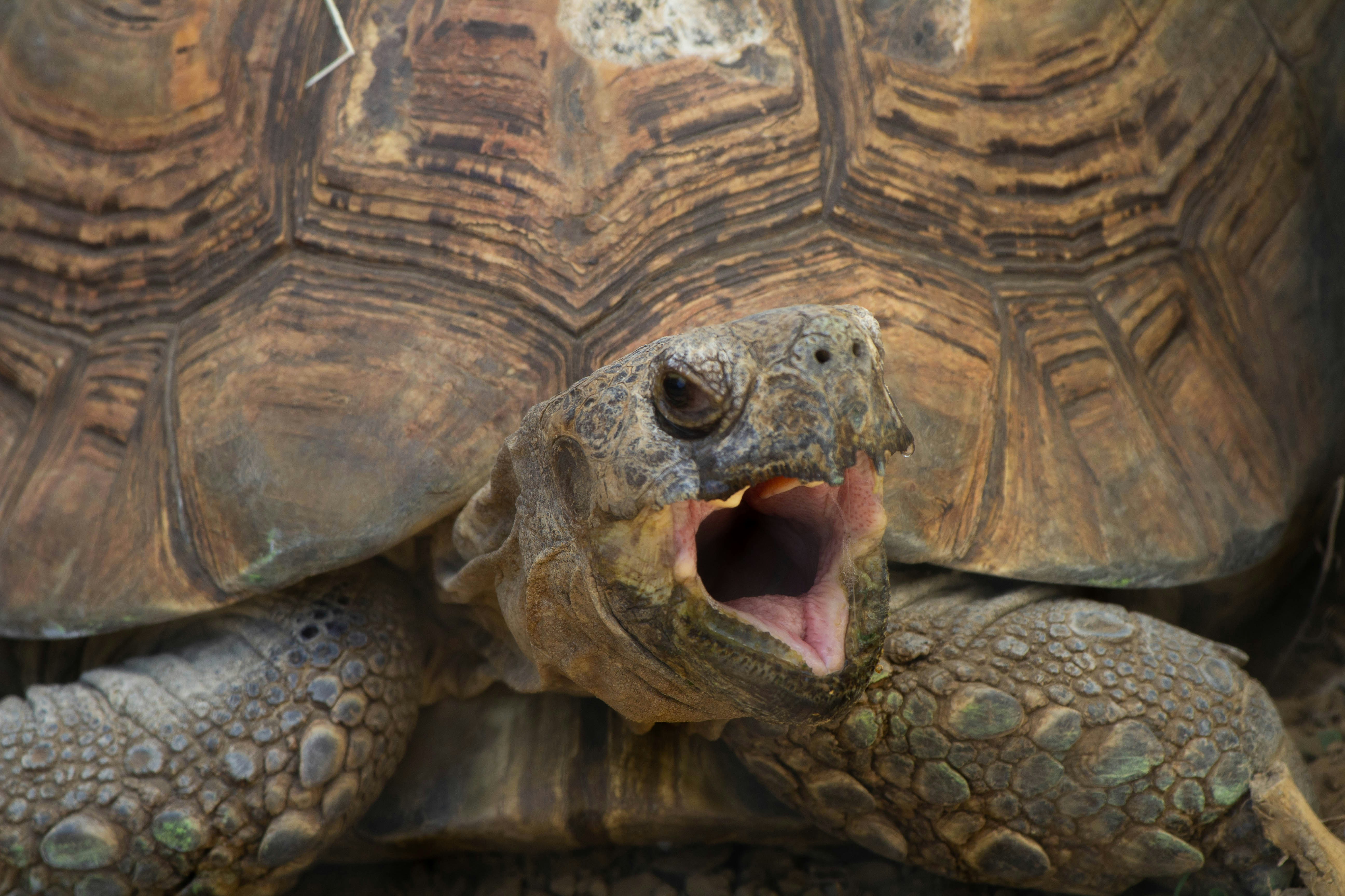Open-Mouthed Gaze of a Weathered Tortoise