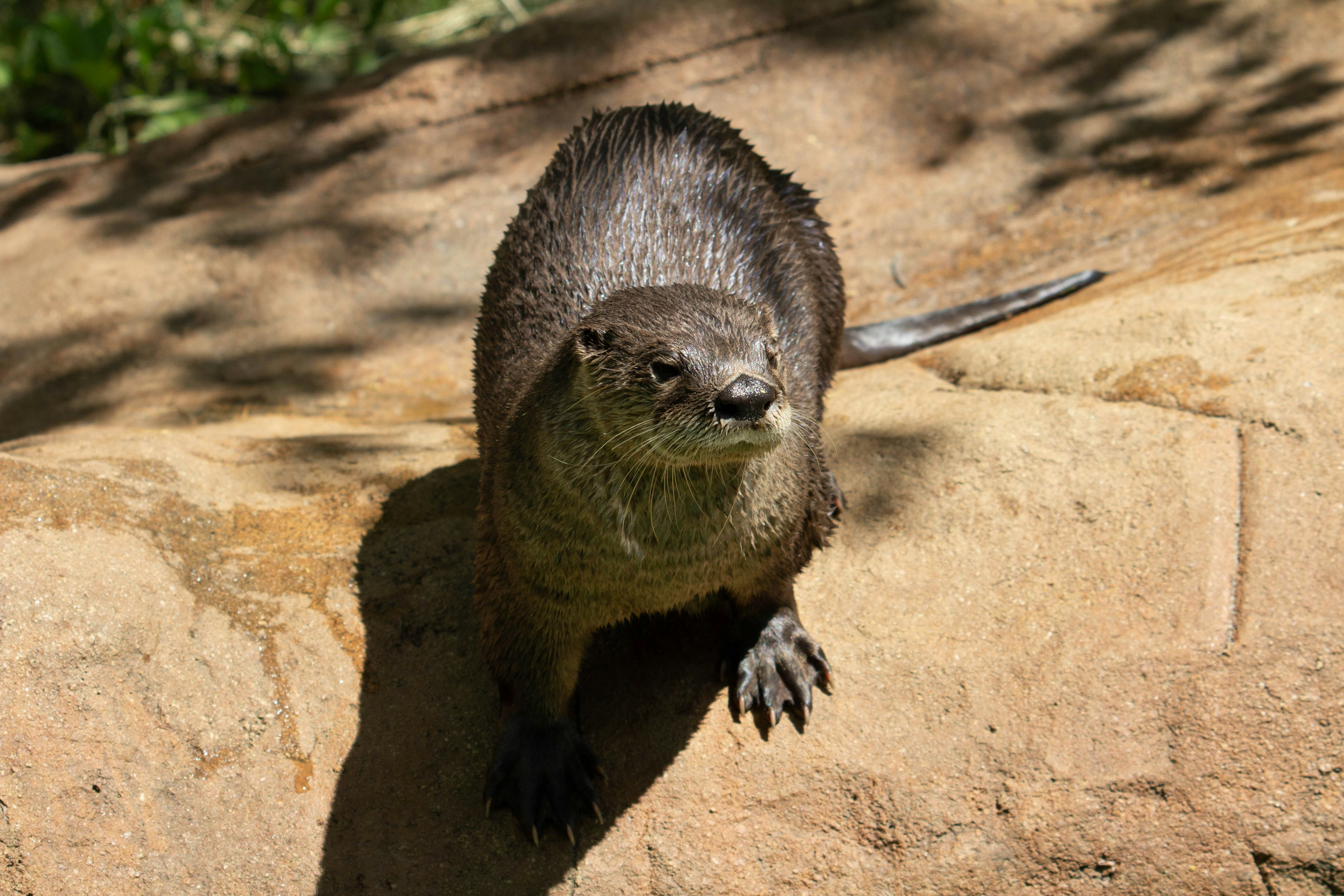 Sunlit Otter Perches on Sandy Ledge, Gently Gazing at the Camera