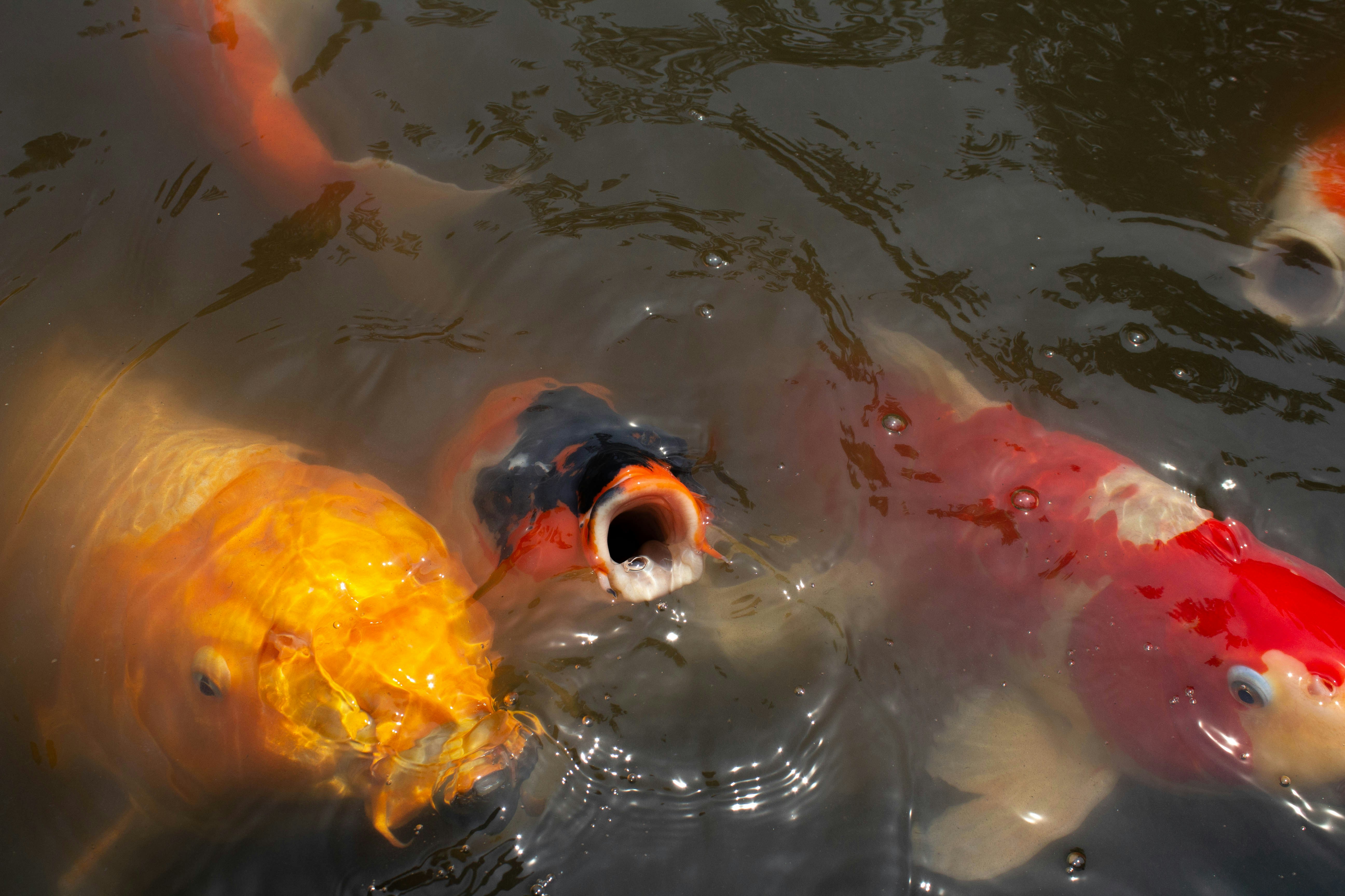 Harmony Beneath the Surface: A Koi Encounter