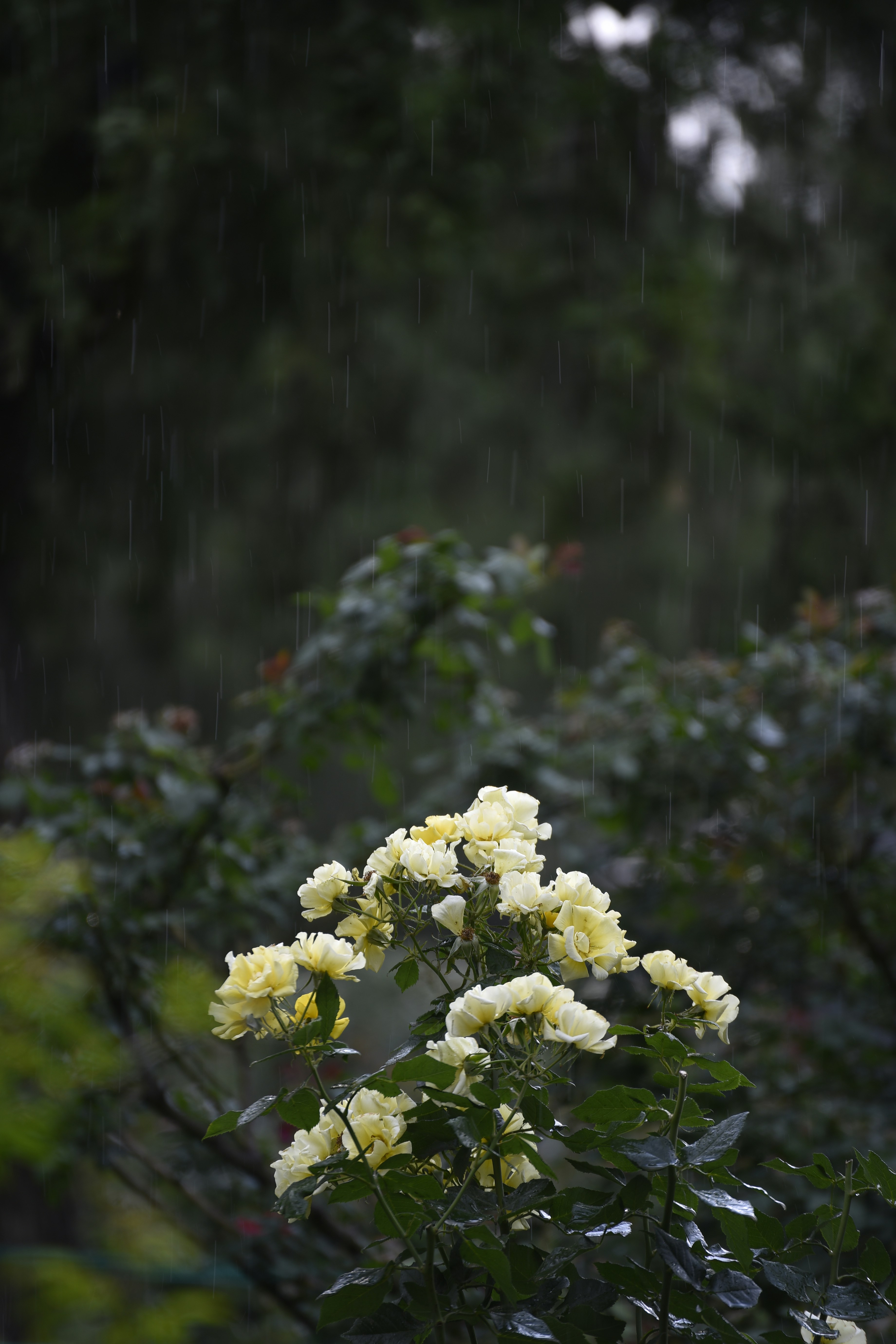 Rain Flower Pictures | Download Free Images on Unsplash