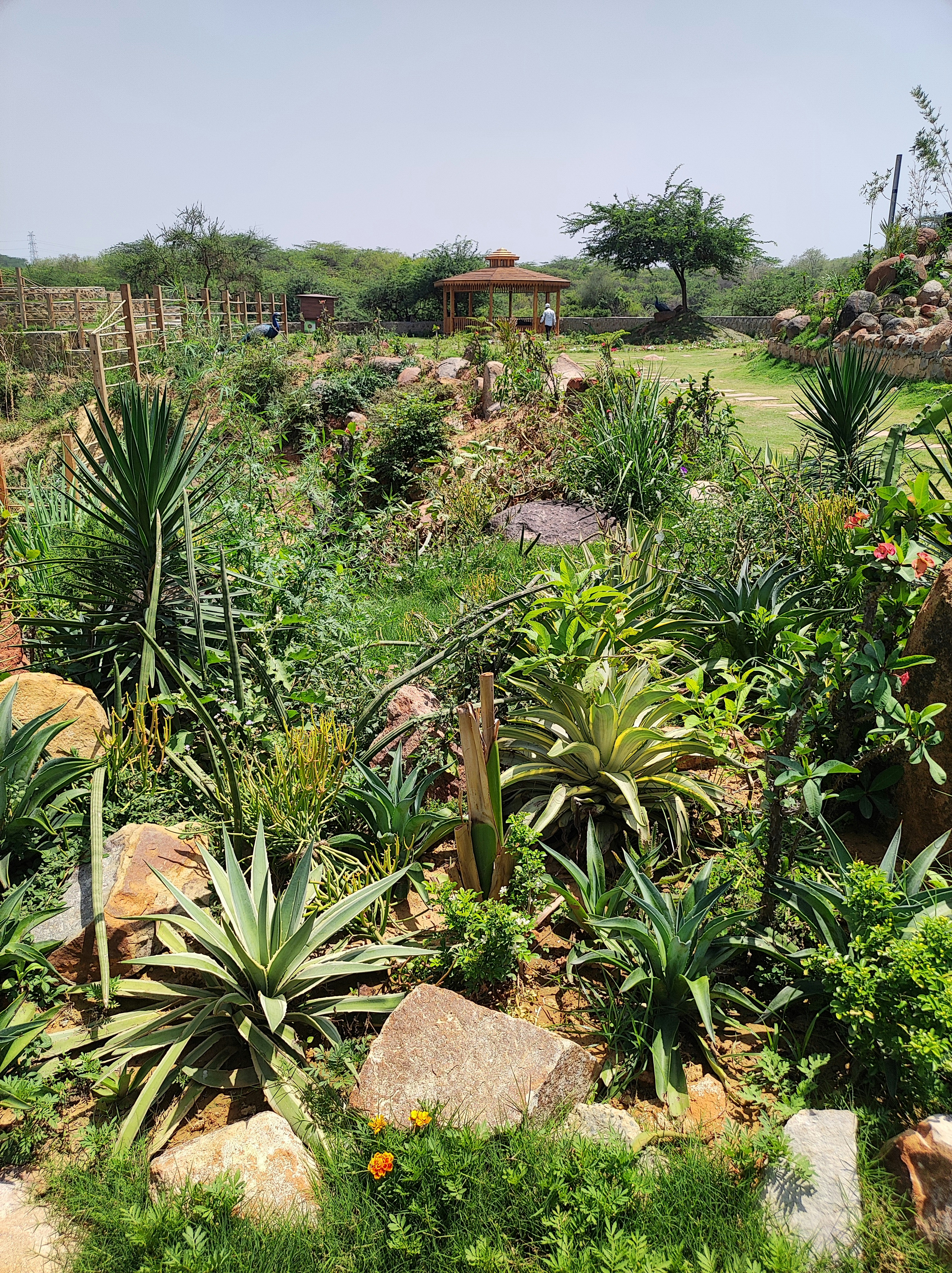 Desert Garden in Bloom: A sunlit pathway through spiky succulents and a distant gazebo