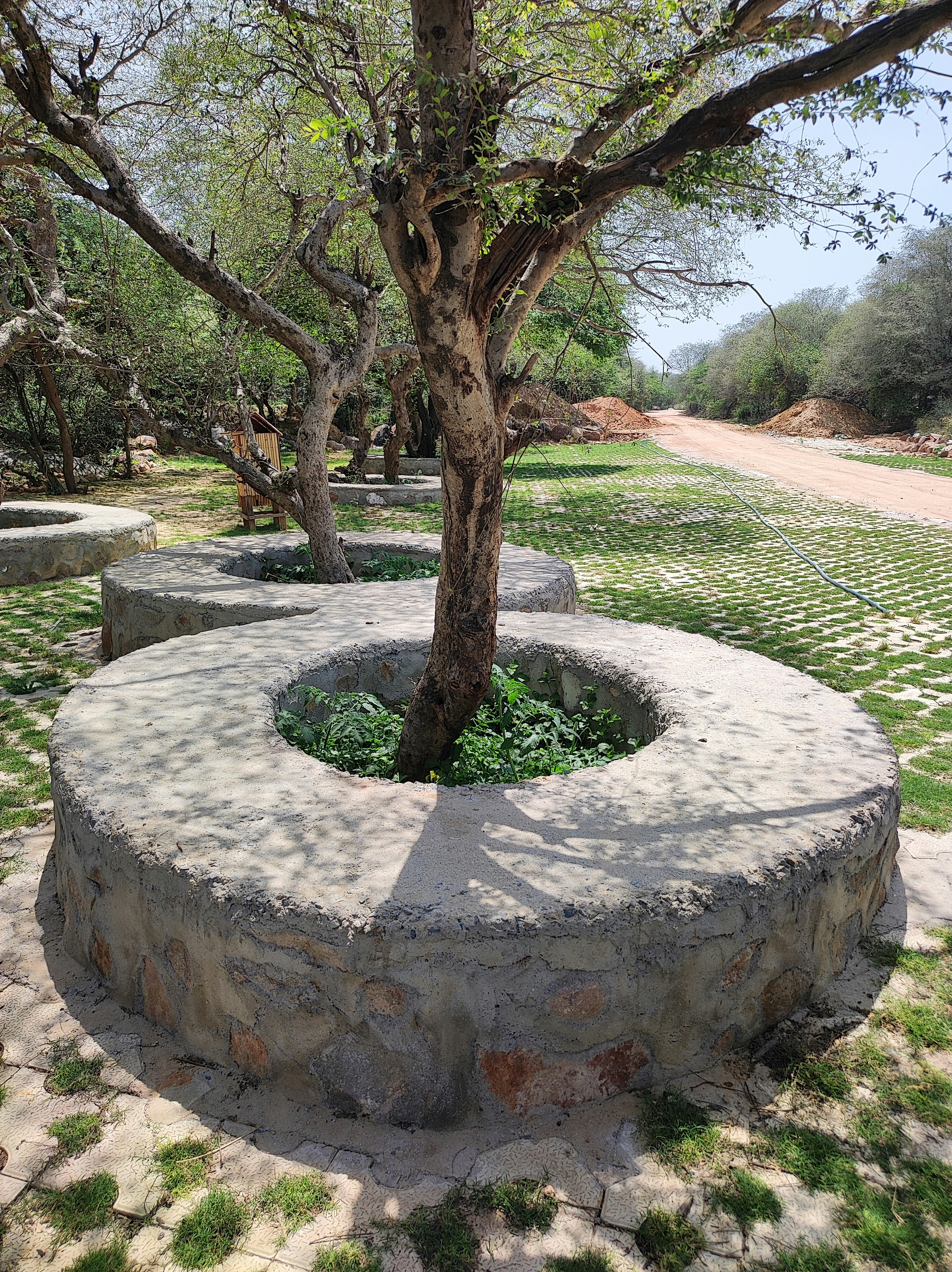 Circular Planter Repository: A Tree Rising from Stone Rings along a Path