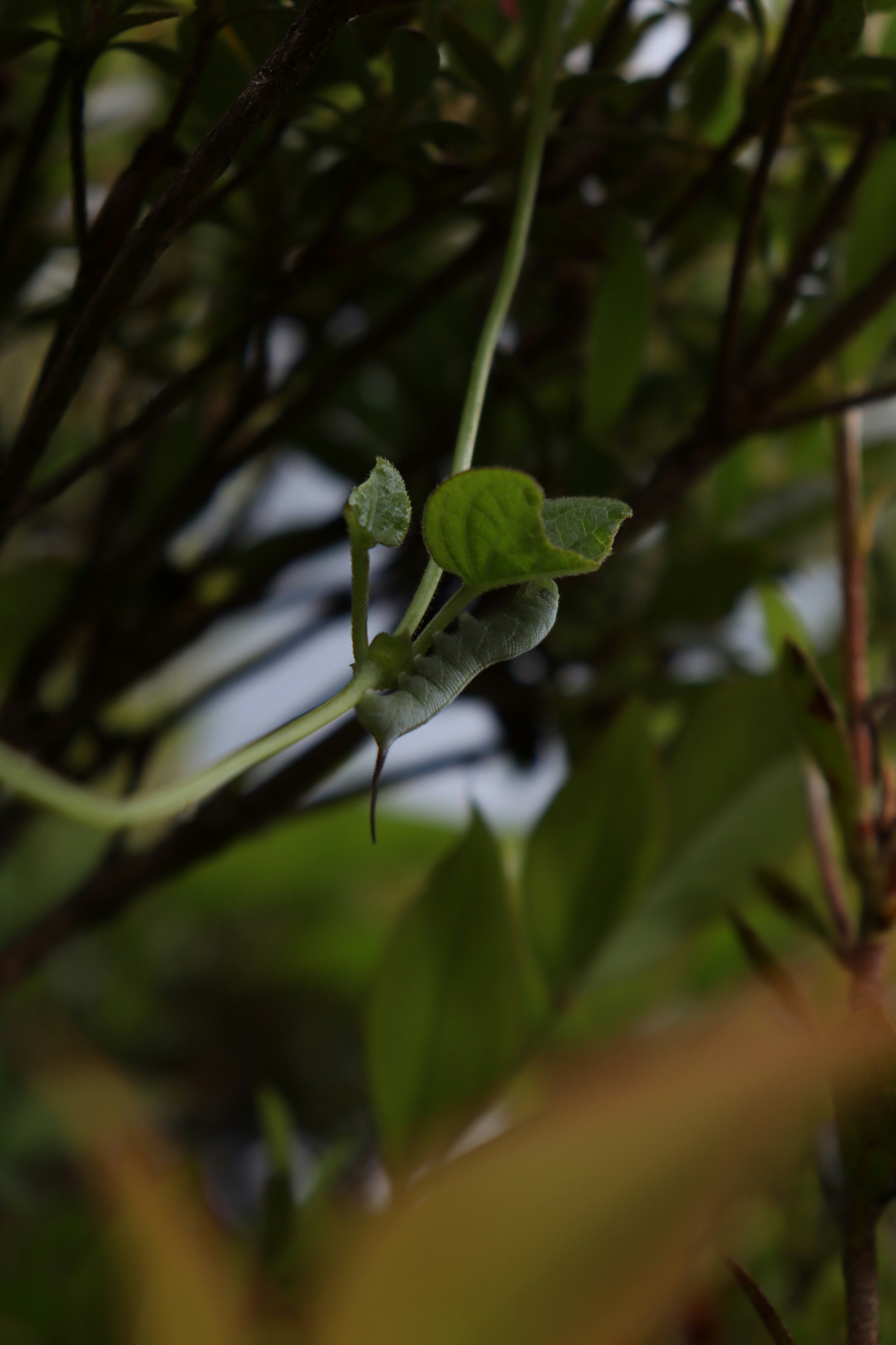 some day you will be able to fly