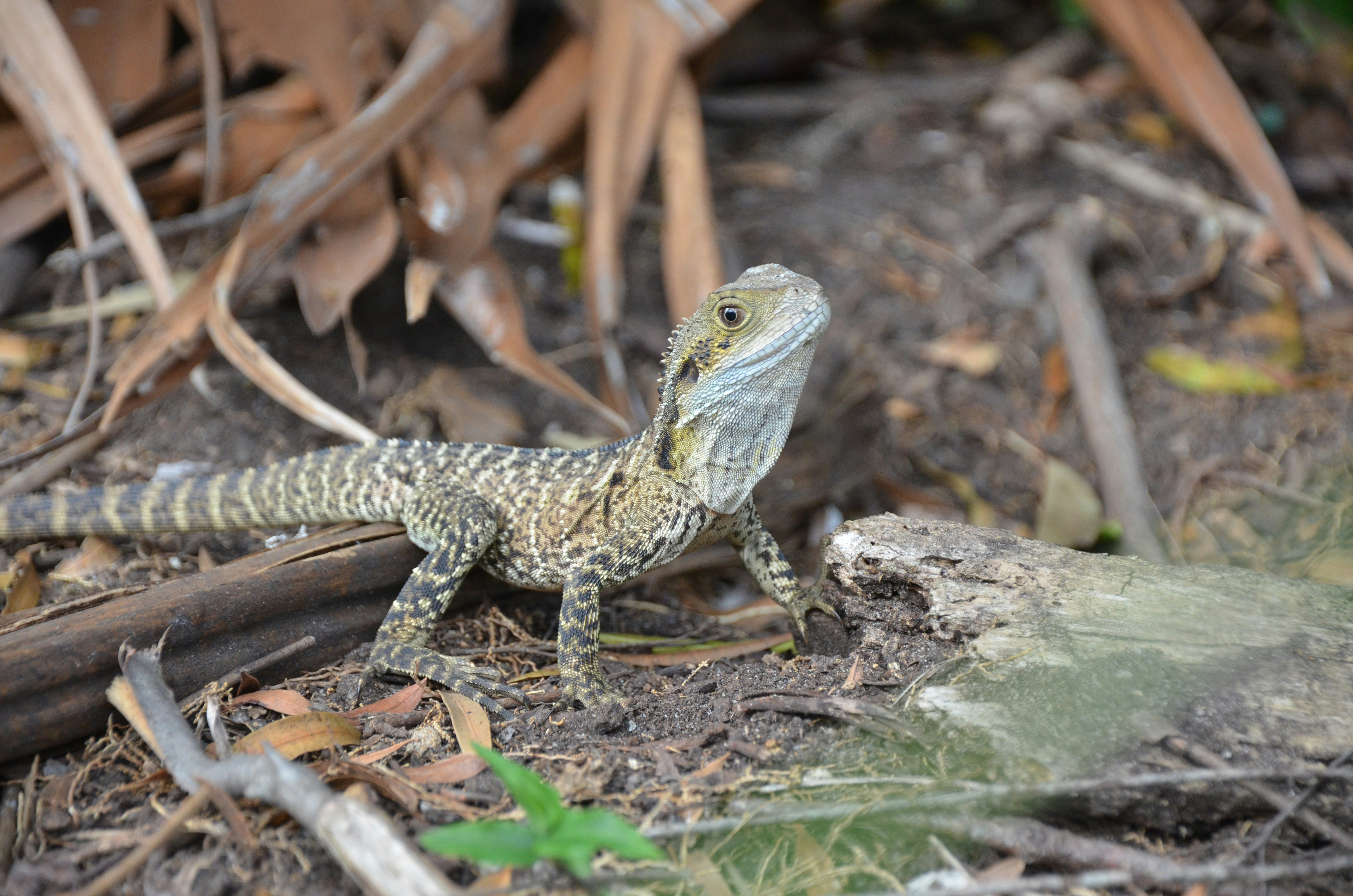 Vigilant Scales: a Lizard Poised on Driftwood Amid Leaf Litter
