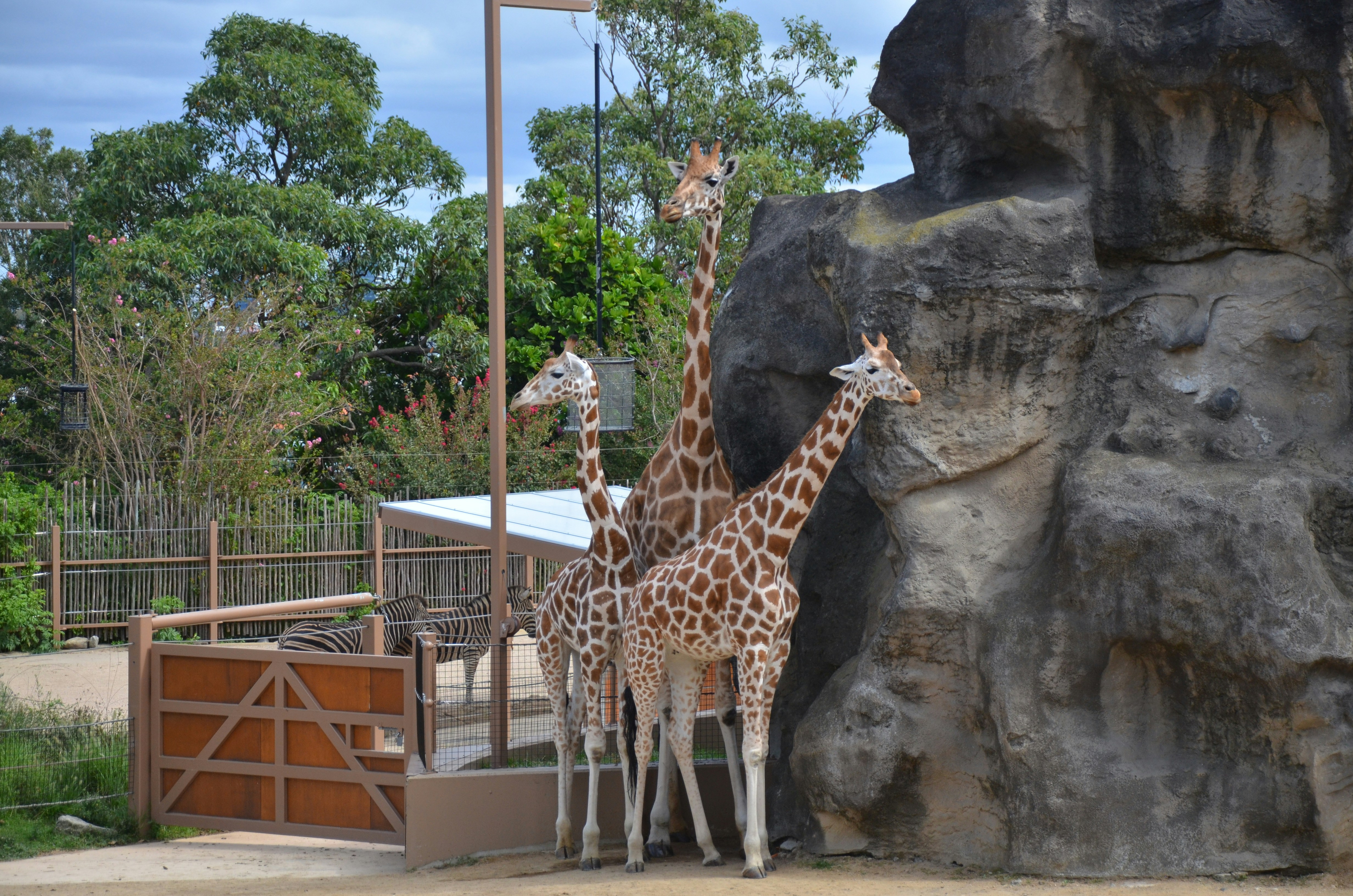 Trio of Giraffes by the Rock Barrier in a Zoo Enclosure