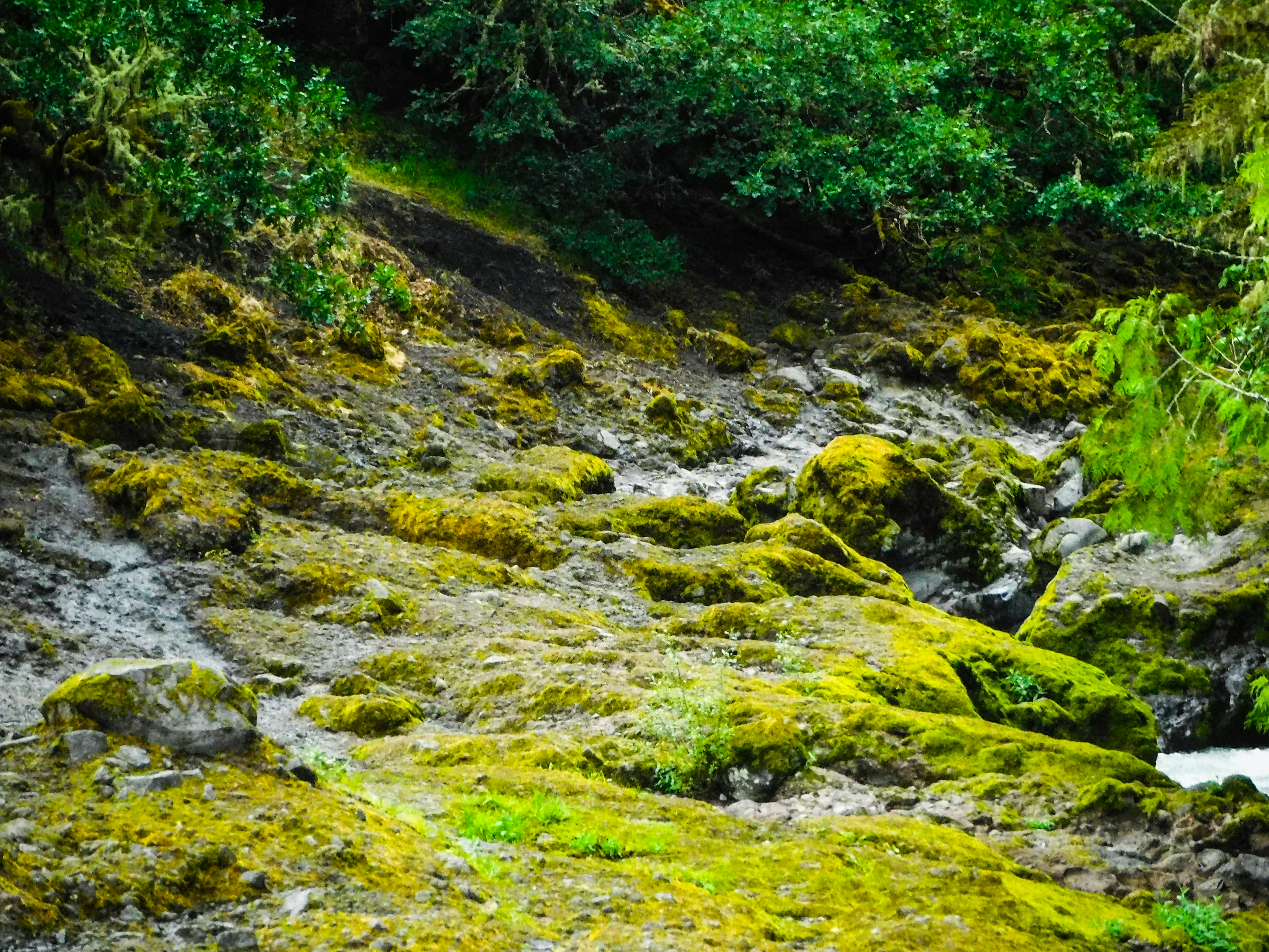 Moss-coated rock outcrop along a shallow river winds through a dense forest. The scene emphasizes lush greenery, damp textures, and a subtle flow of water.