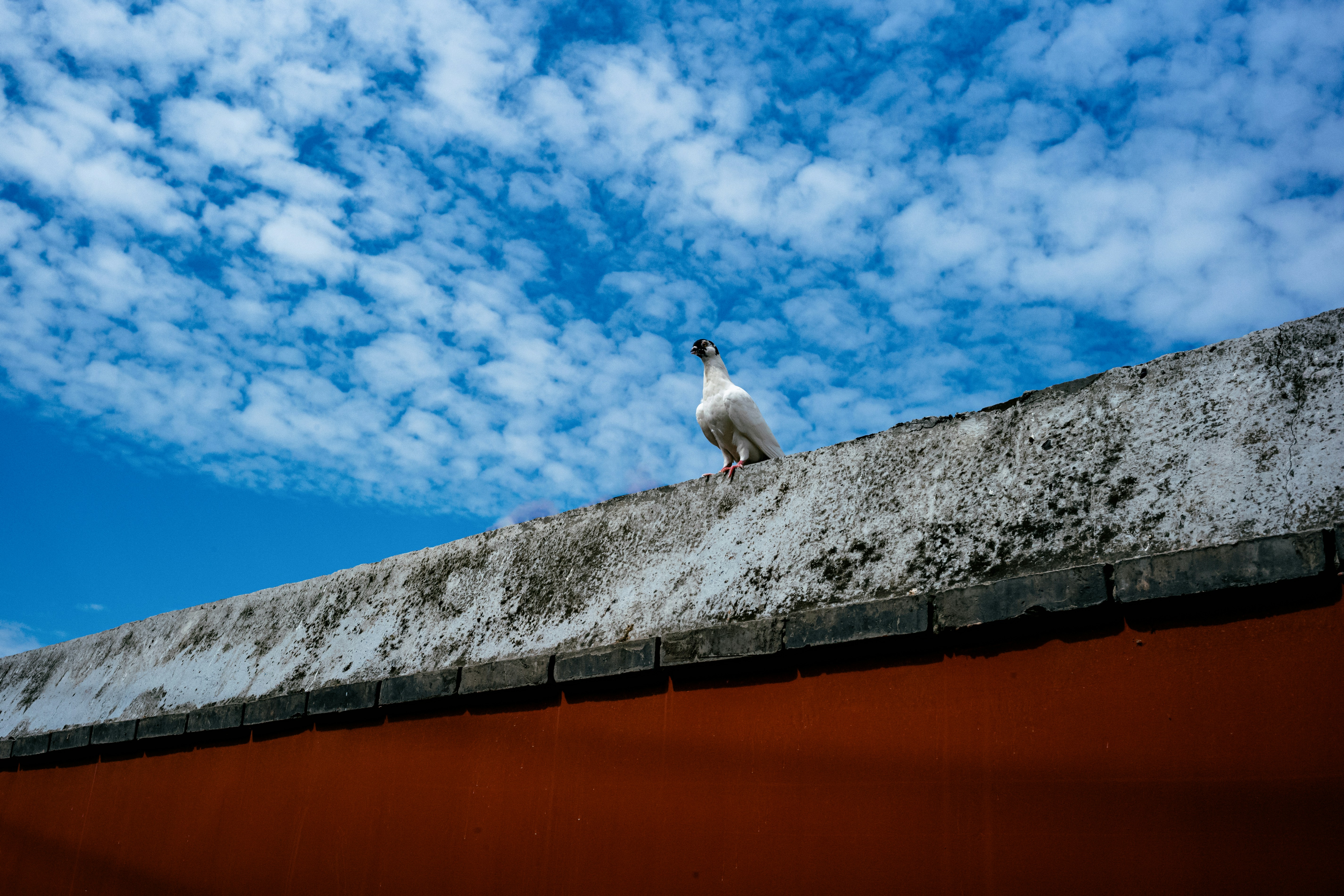 Seabird Sentinel on a Weathered Roof