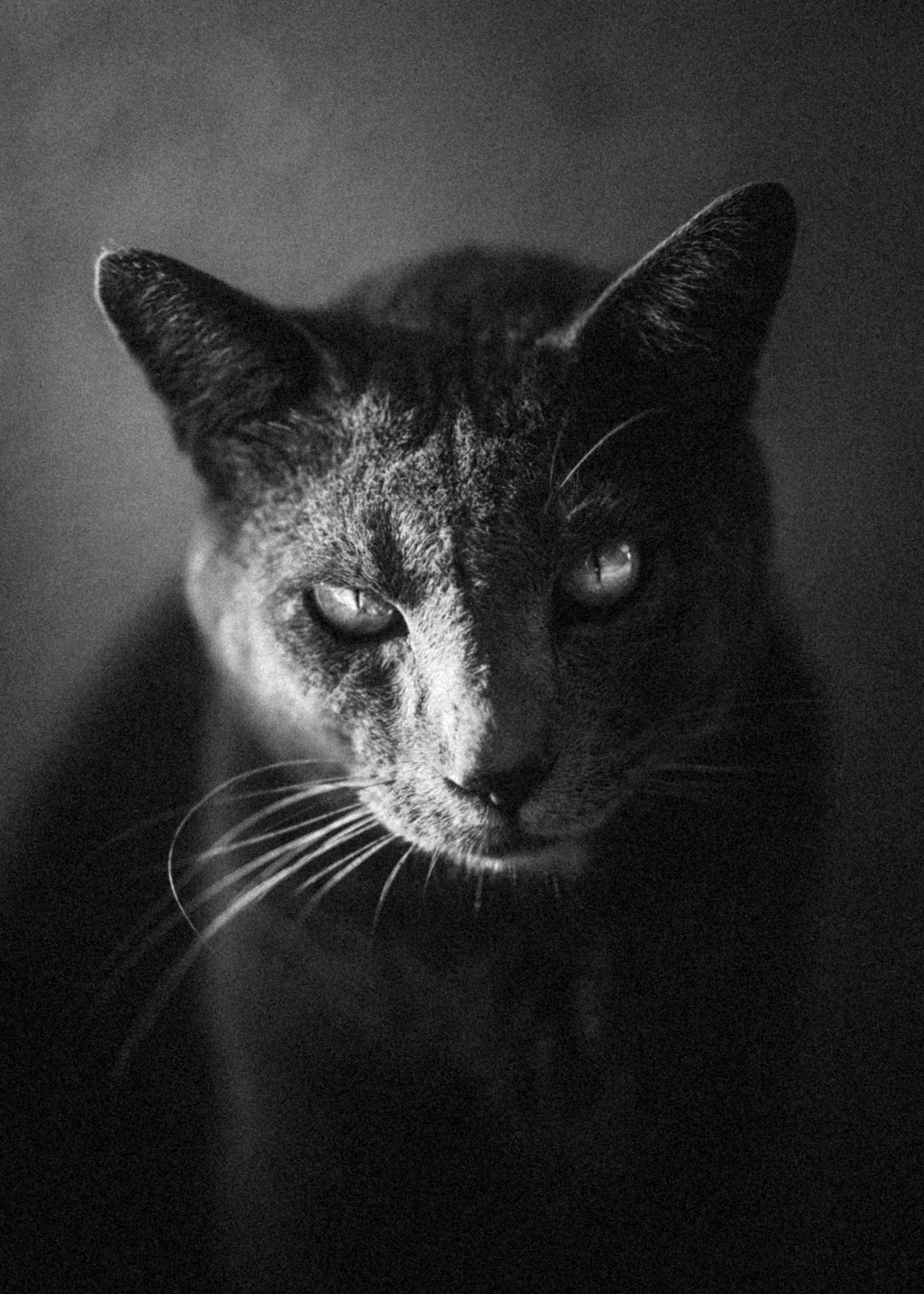 Noir Gaze: A Shadowed Cat Portrait in Quiet Intensity