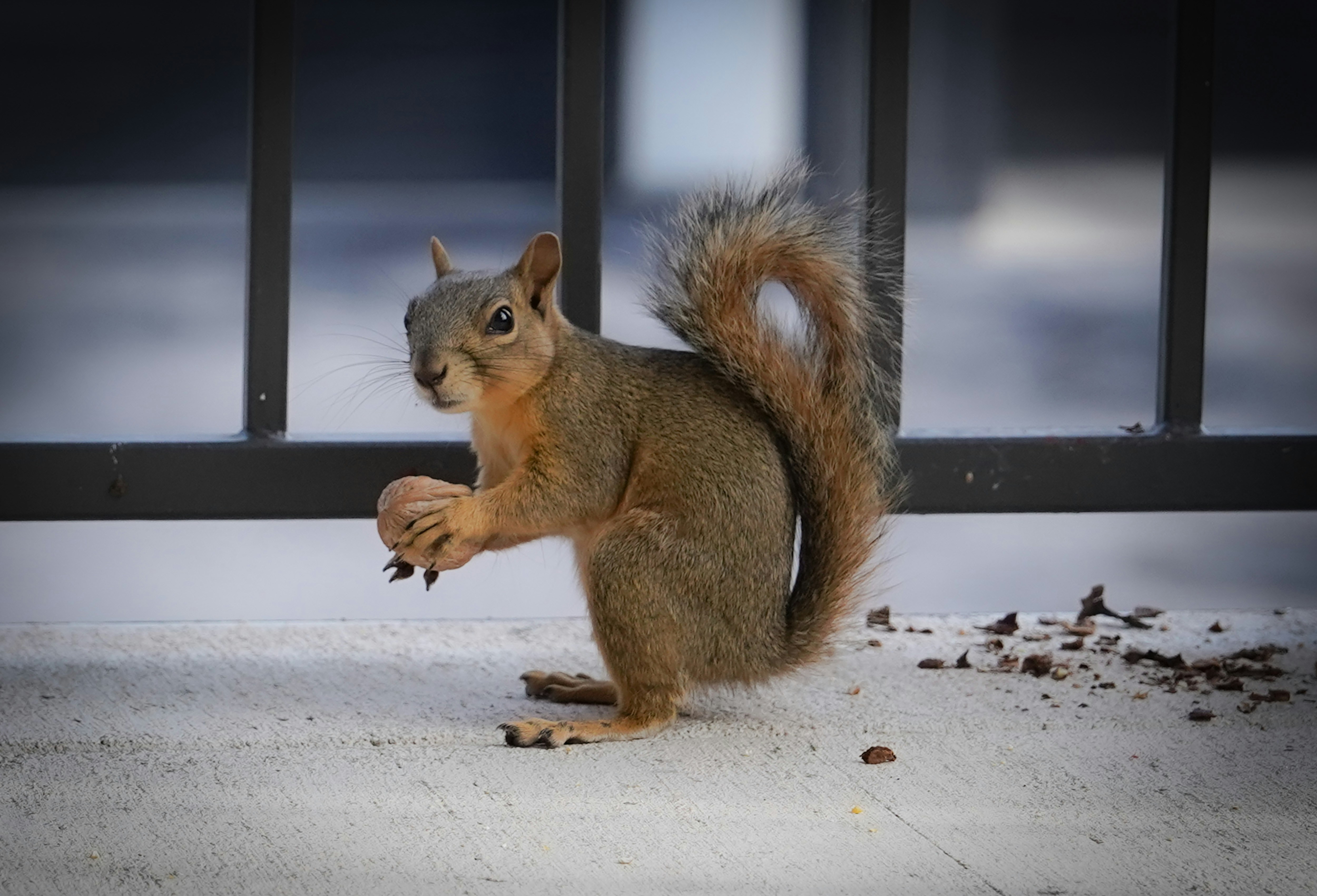 Nut Negotiation by the Rails: Squirrel on a Snow-Dusted Terrace