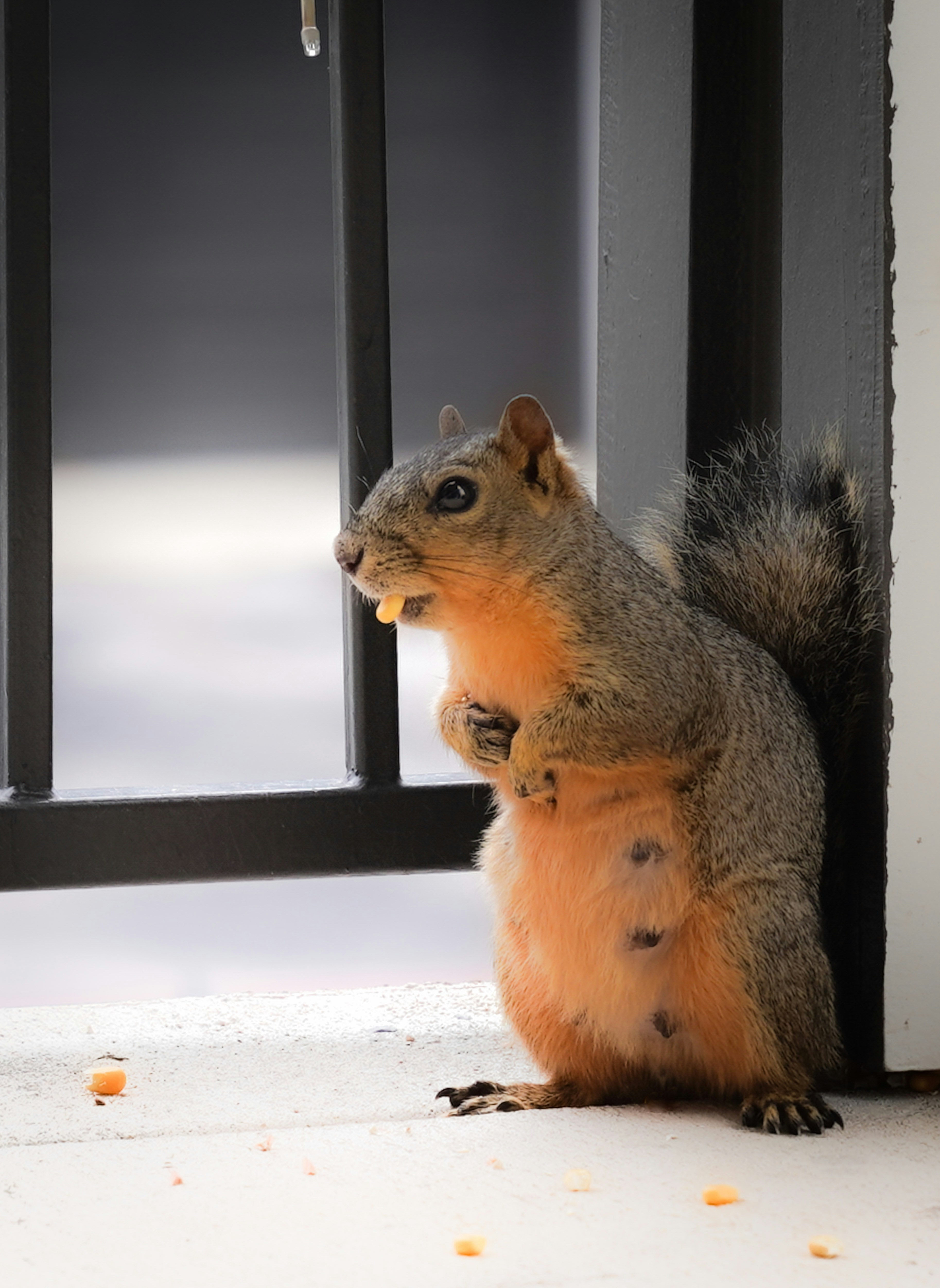 Balcony Snack Break: Nut-Curiously Alert Squirrel by the Rail
