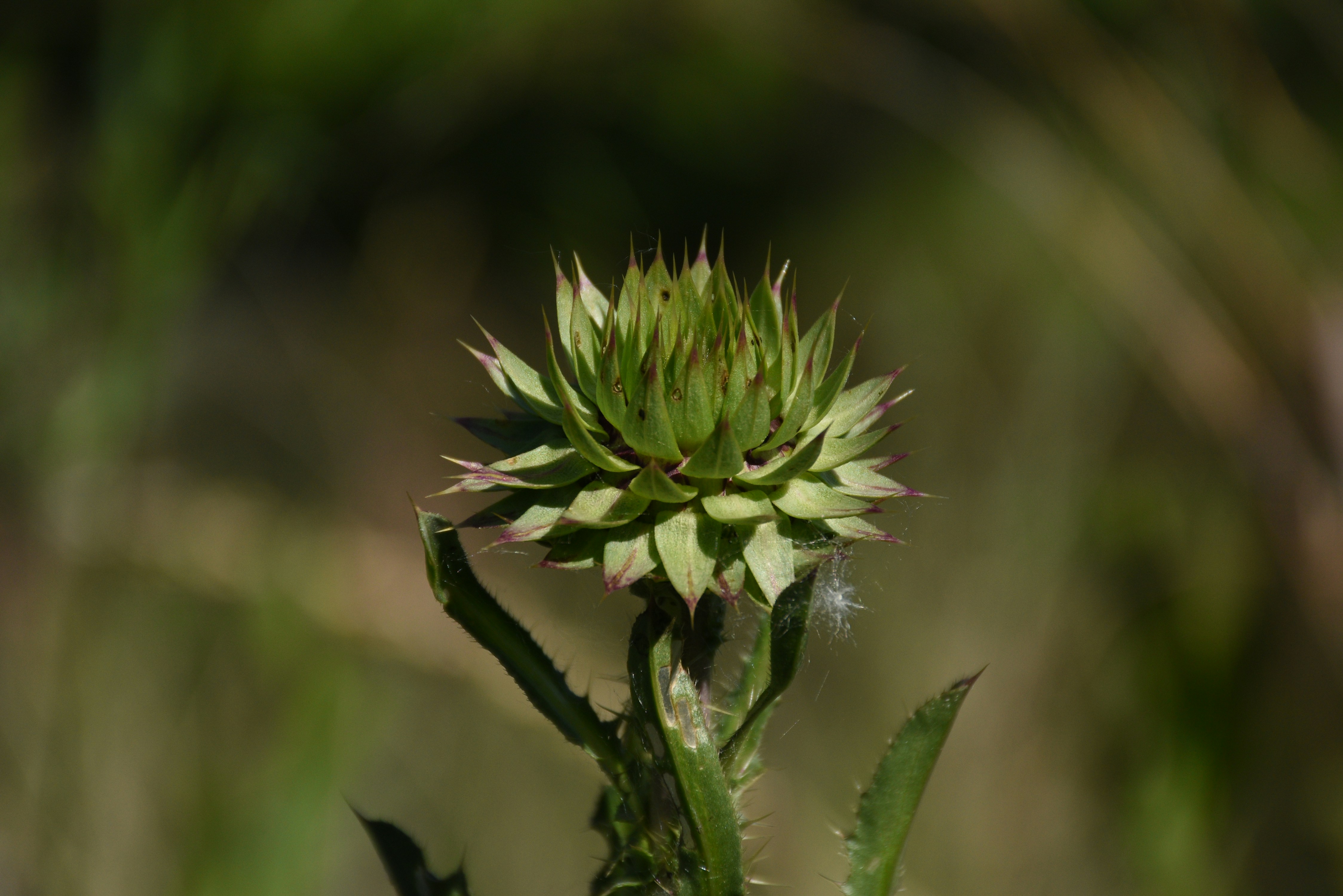 Desert-Top Bloom: A Close-Up of a Green Thistle Crown Rising from a Stalk