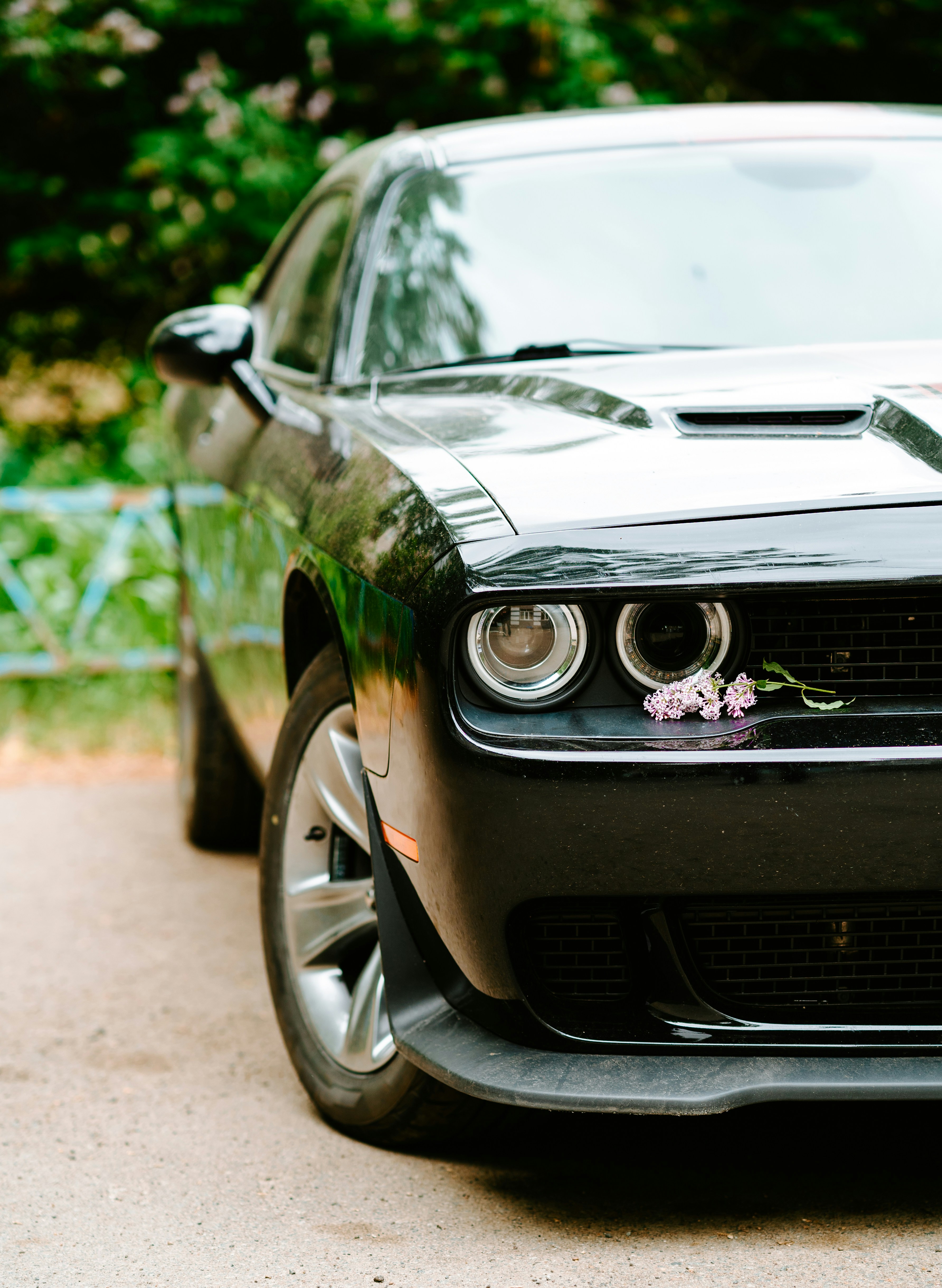 Dark sedan with lilac blossoms resting on the grille
