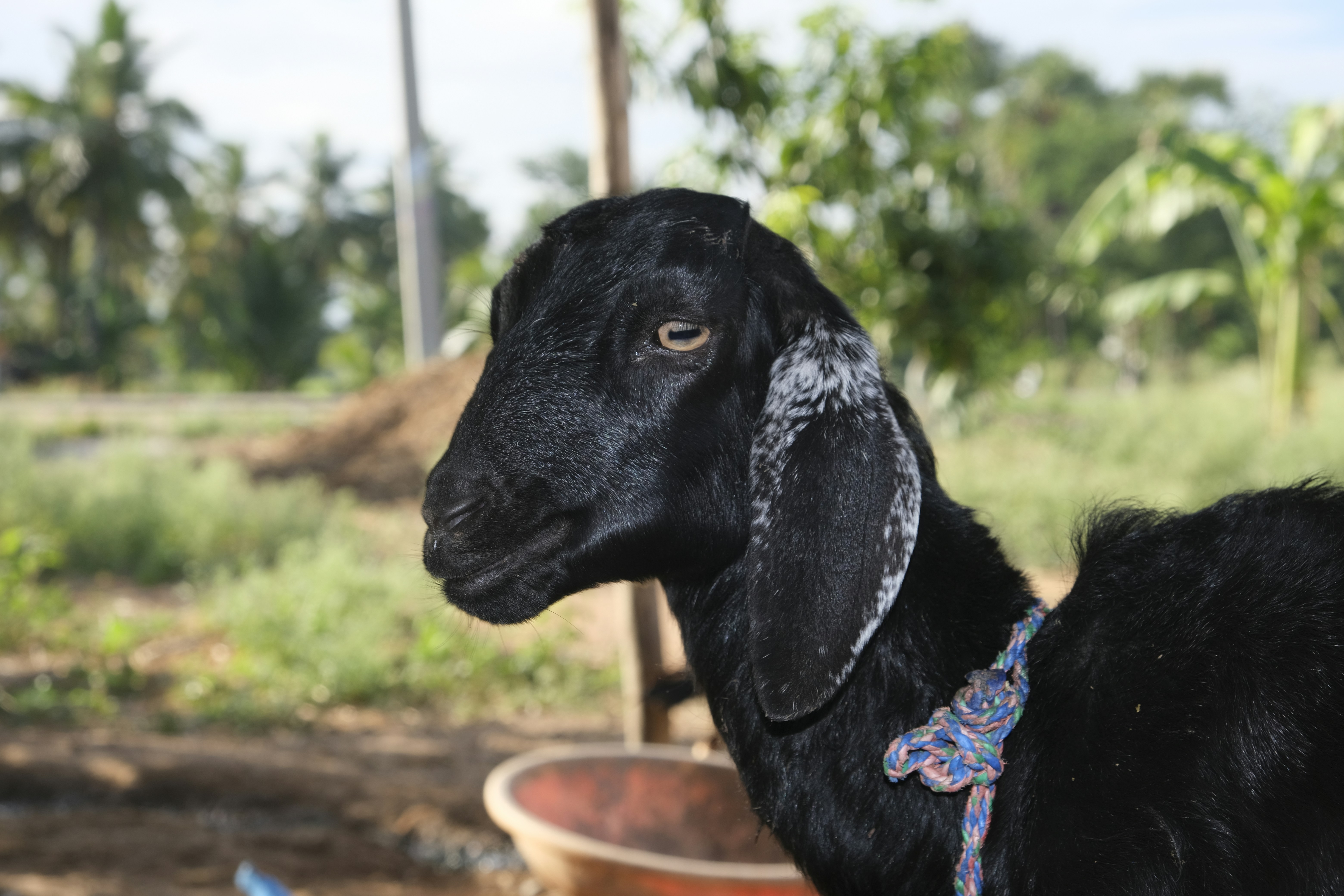 Midday Solace: A Black Goat Paused in a Quiet Farmyard