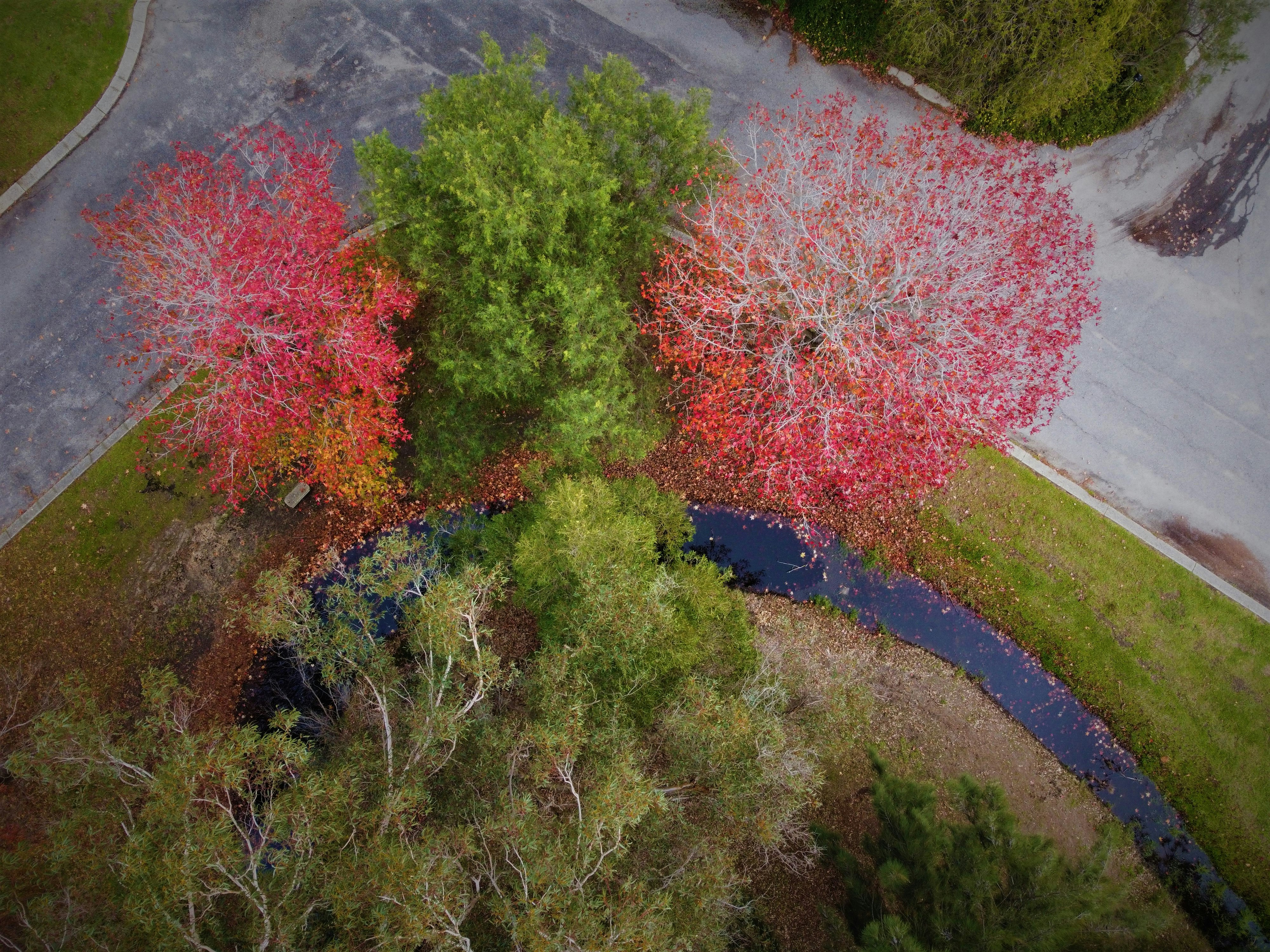Crimson Canopies over a Meandering Creek: Autumn Drone Vista