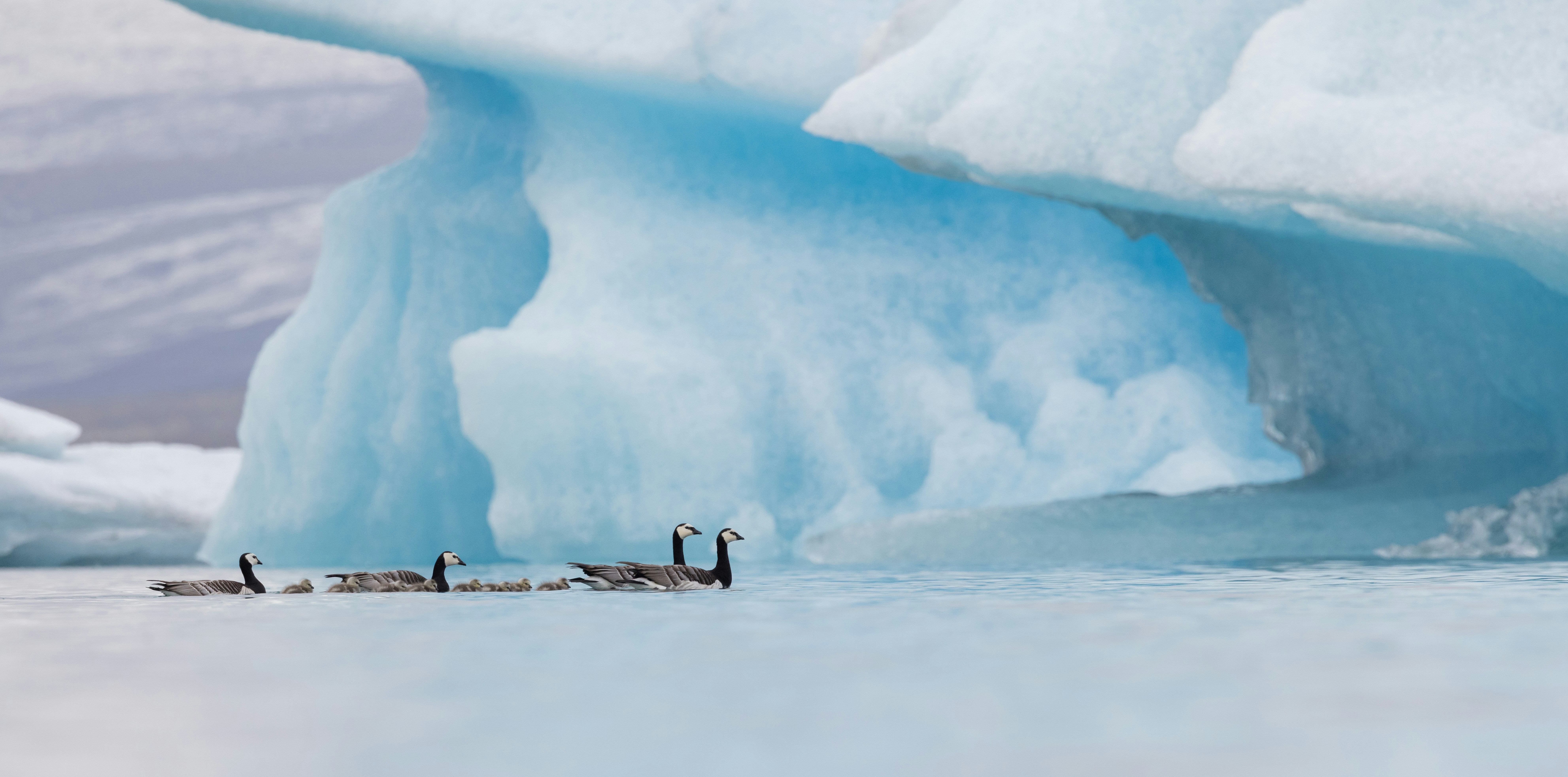 Cerulean Icebound Parade: Penguins Against a Monolithic Blue Glacier
