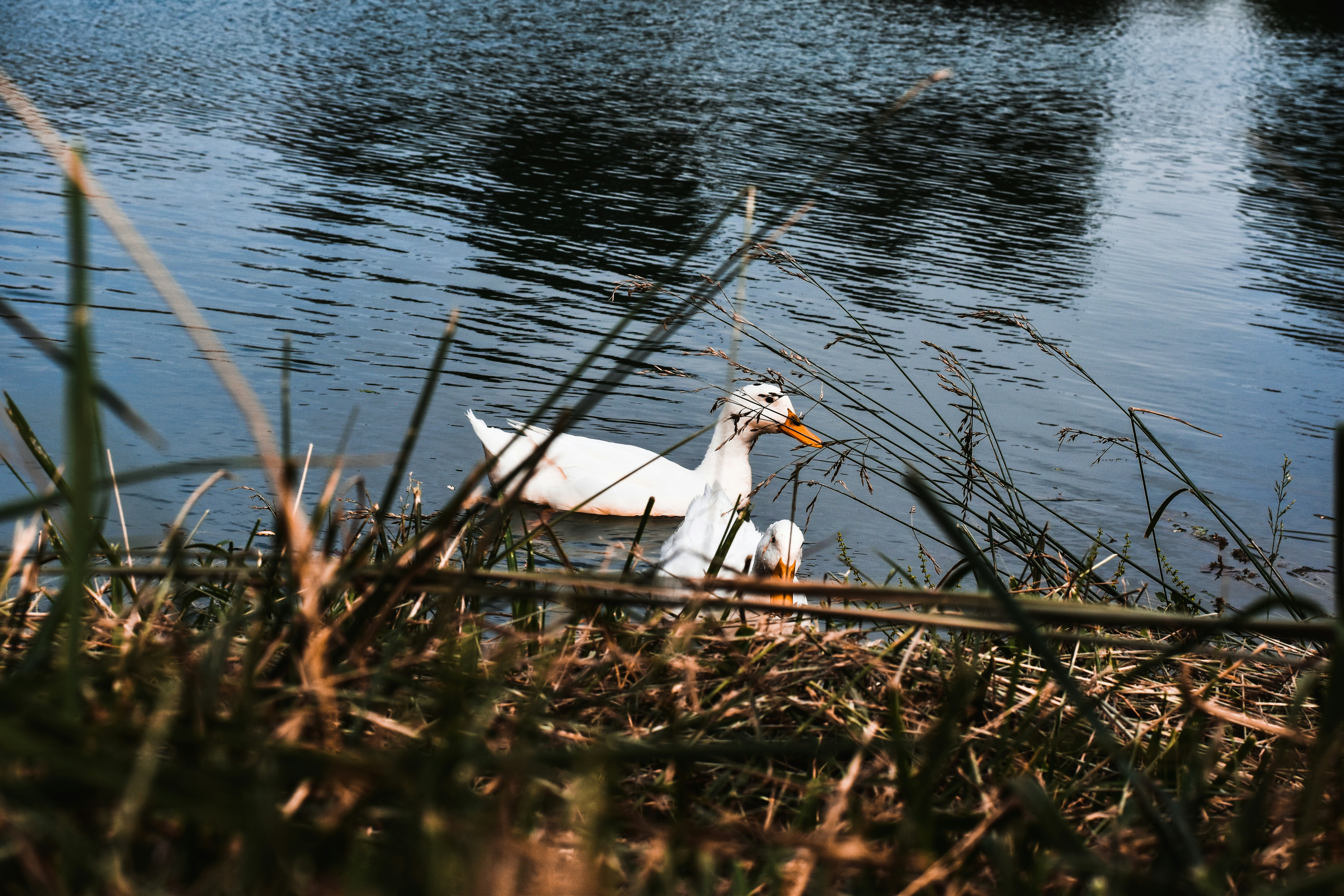 Two white ducks wading near the shore of a tranquil lake, surrounded by tall grass and reflections on the water's surface.