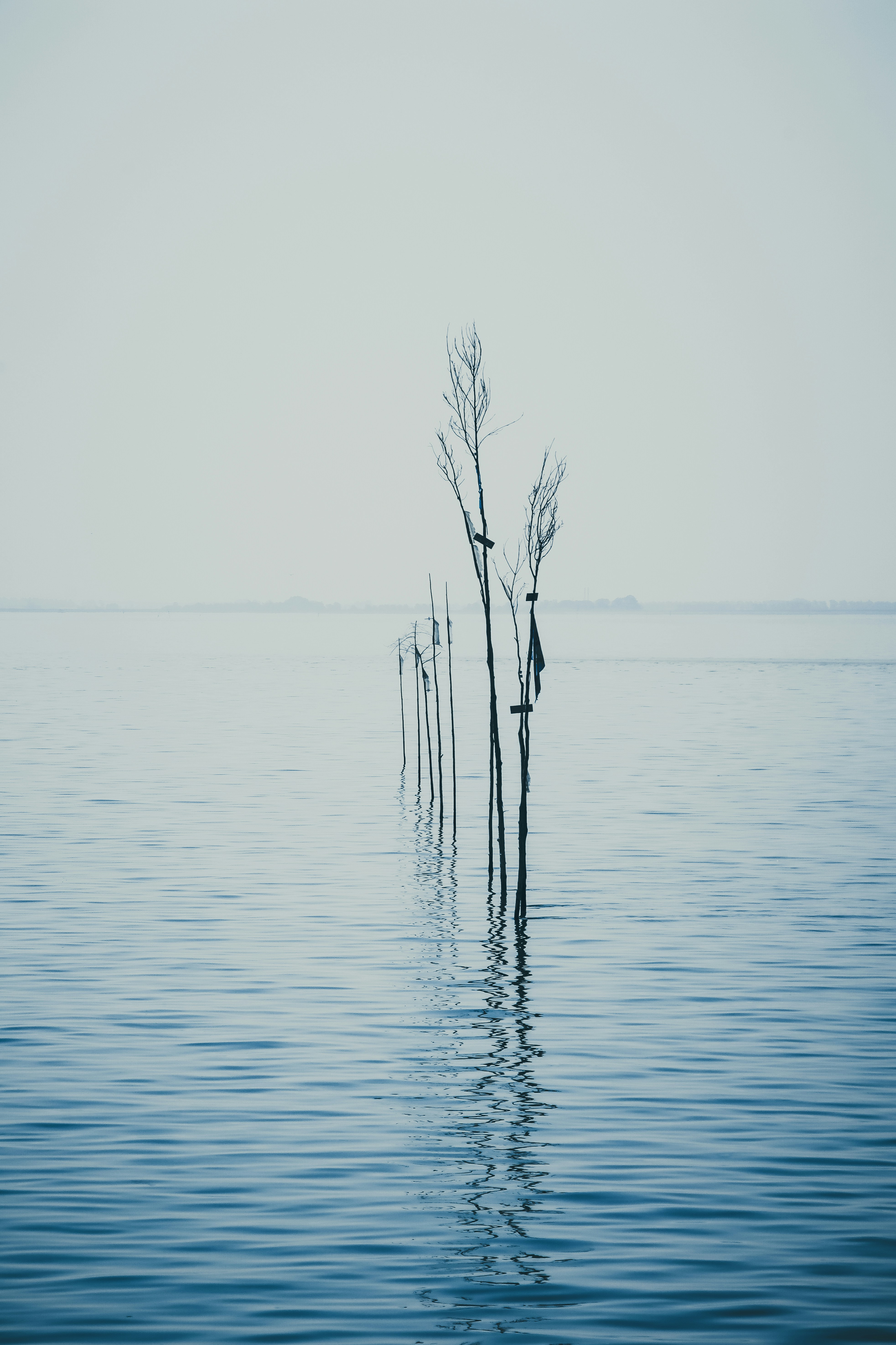 Sentinels of the Still Sea: A Minimal Row of Bare Poles