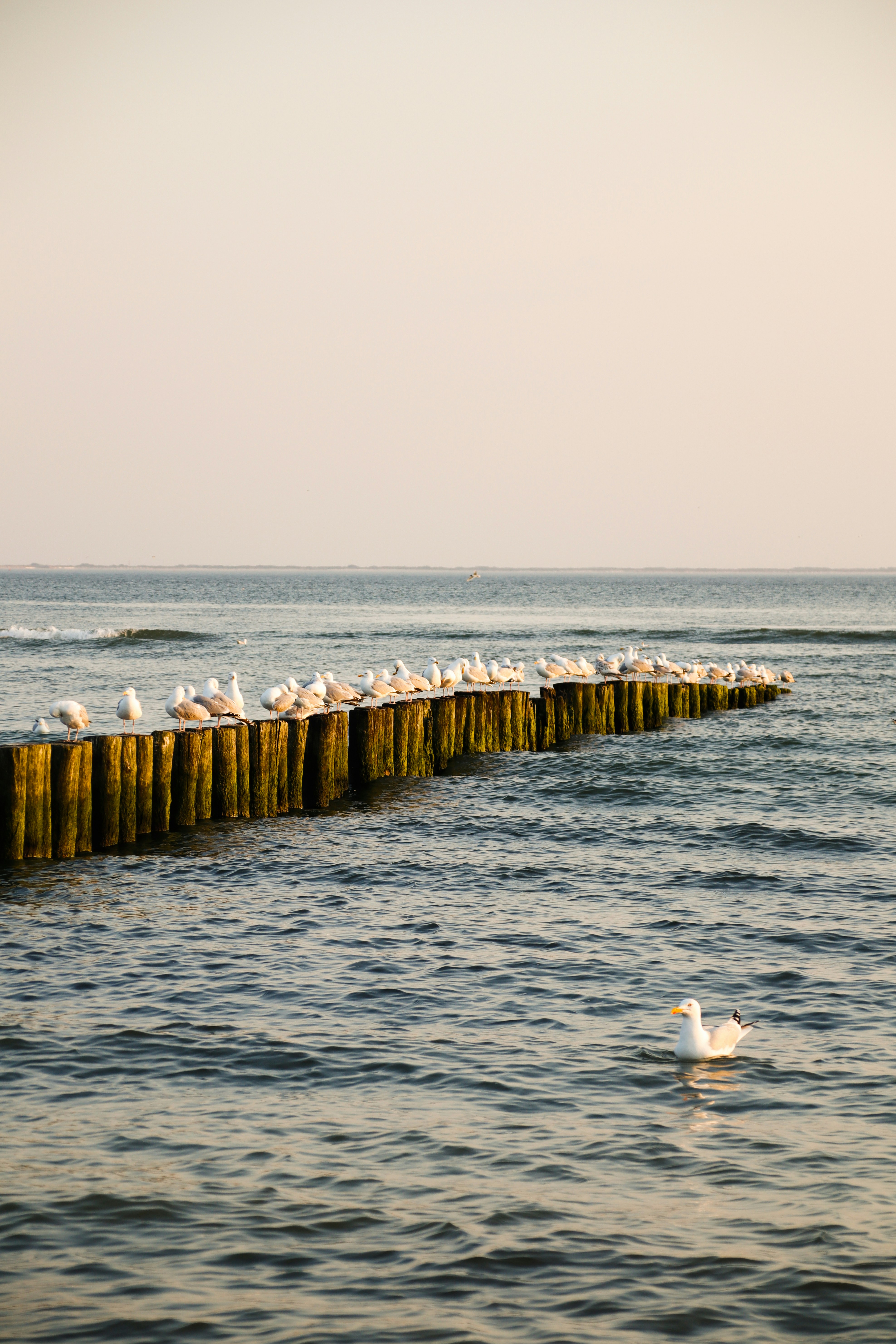 Gulls in a Golden Row Along a Weathered Breakwater