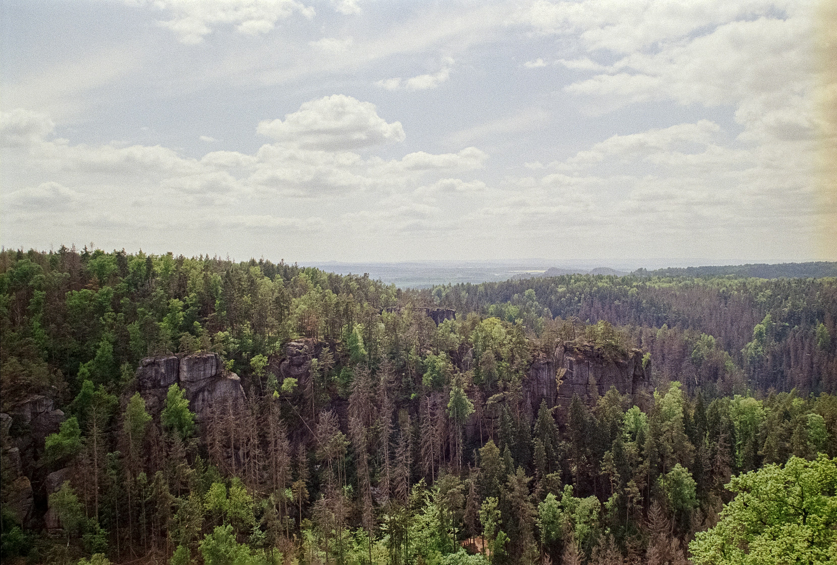 Forest Canyon Edges: A Rustic Panorama from Above