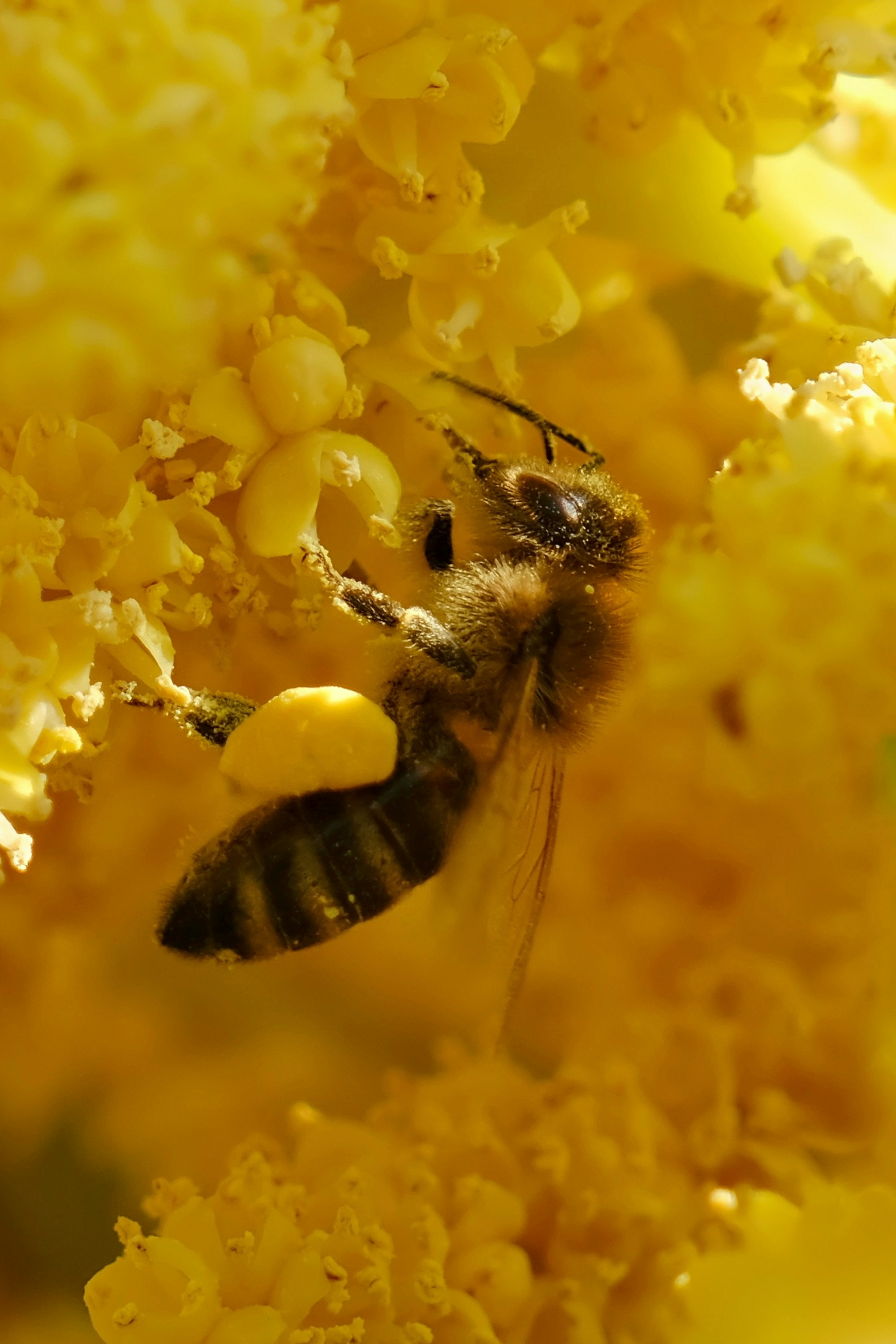 Sunlit Velvet: A Bee Foraging Through a Sea of Golden Pollen